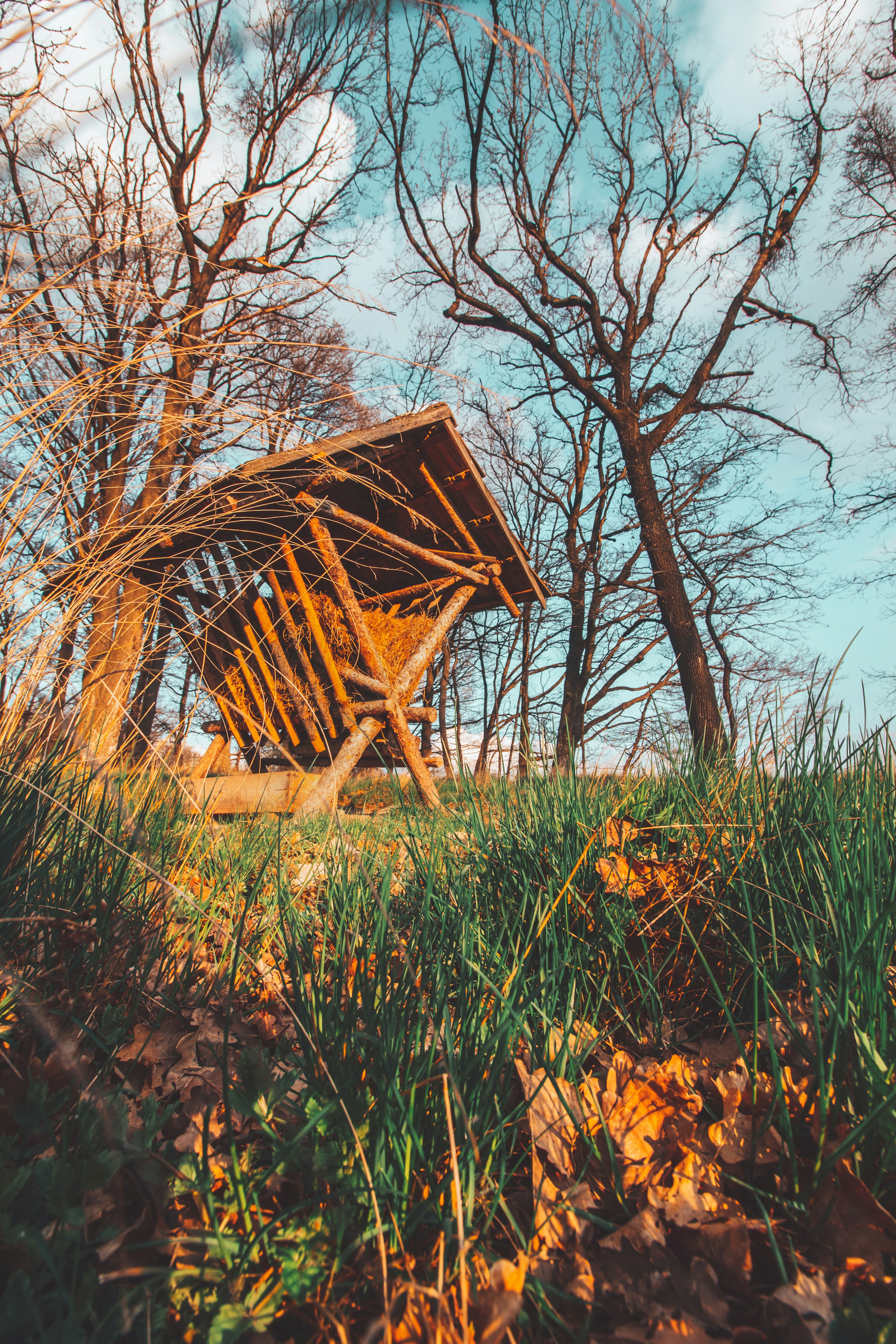 Leaning Wooden Shelter Framed by Bare Trees Against a Turquoise Sky