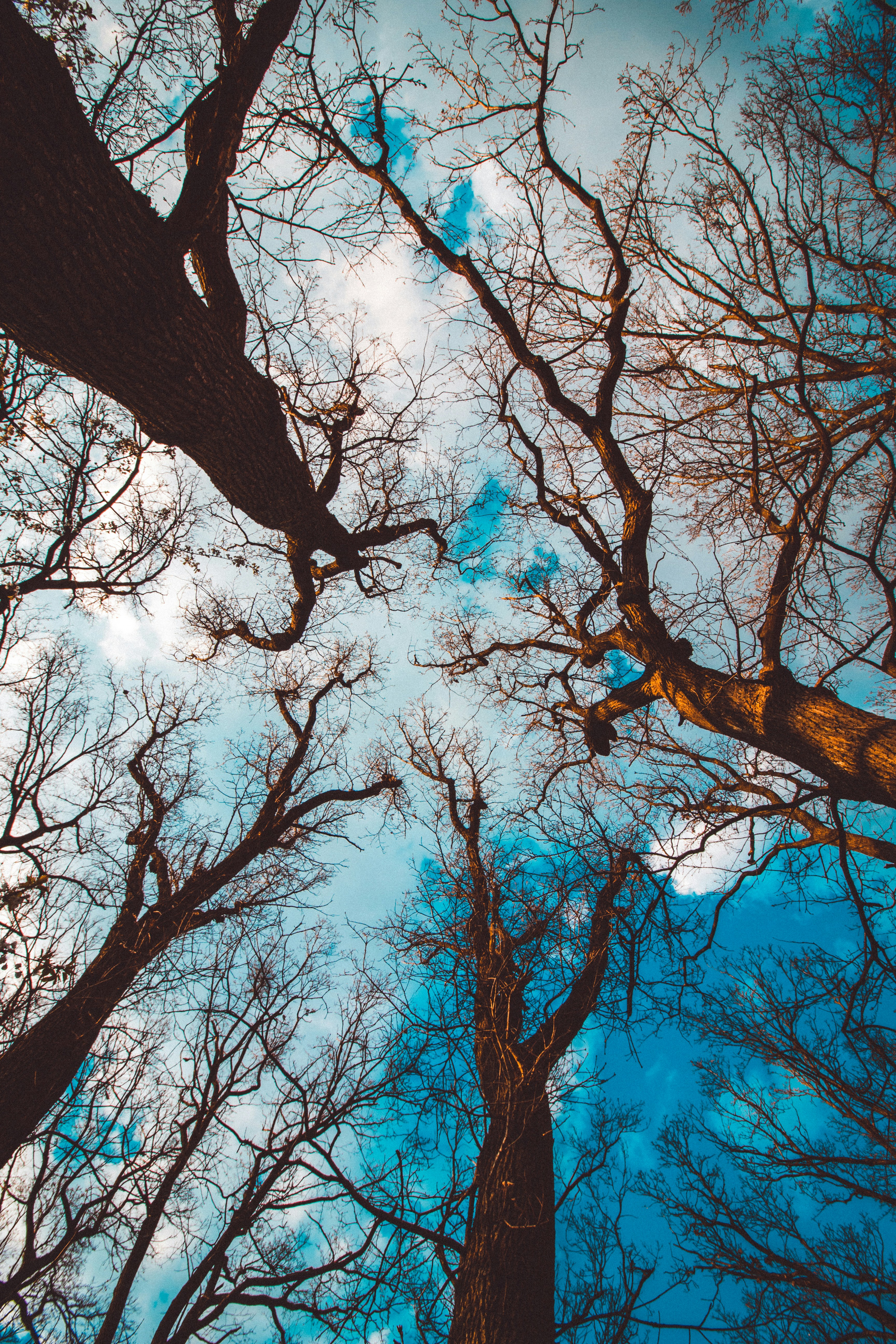 Tree Sky Pictures | Download Free Images on Unsplash