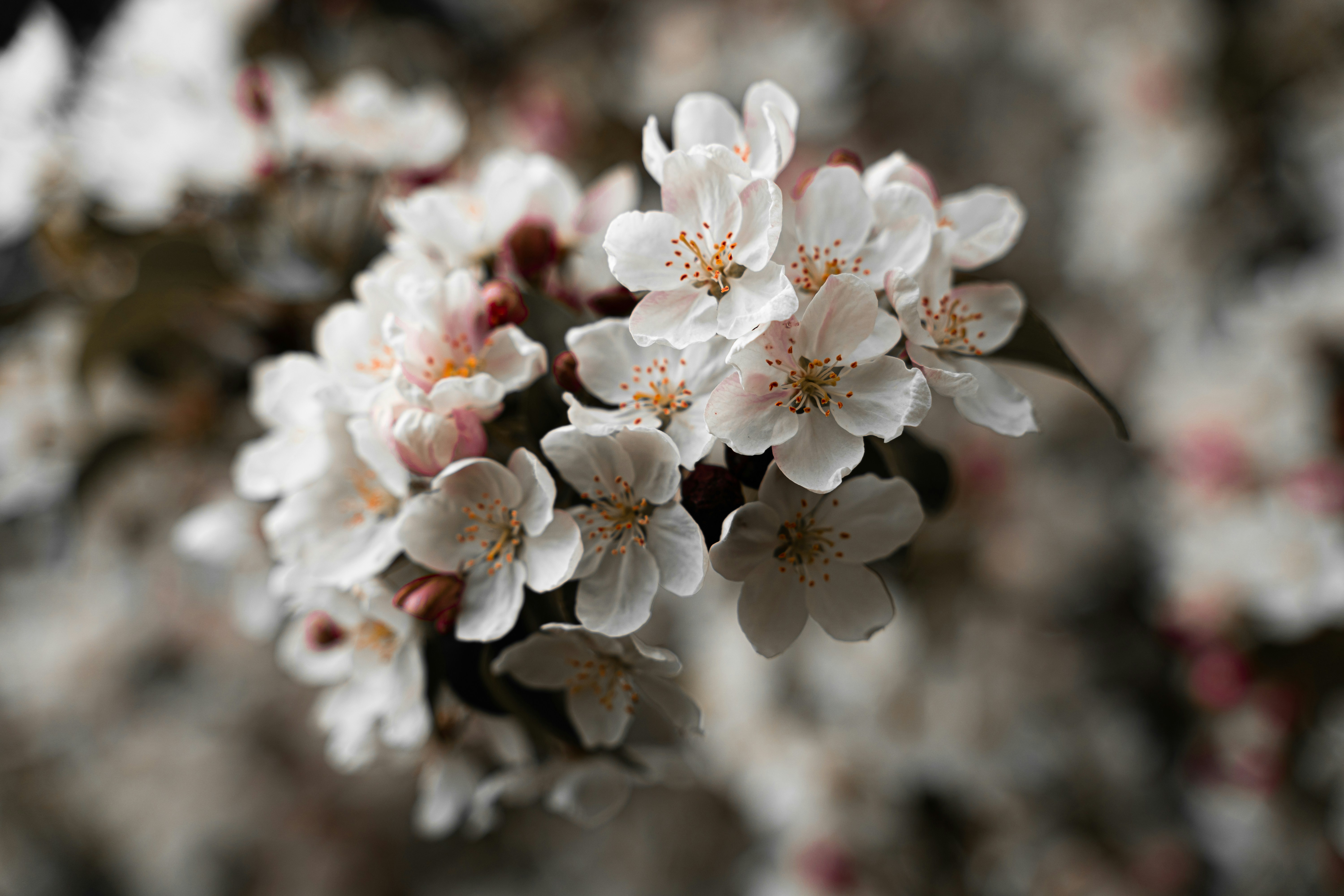 white cherry blossom in close up photography