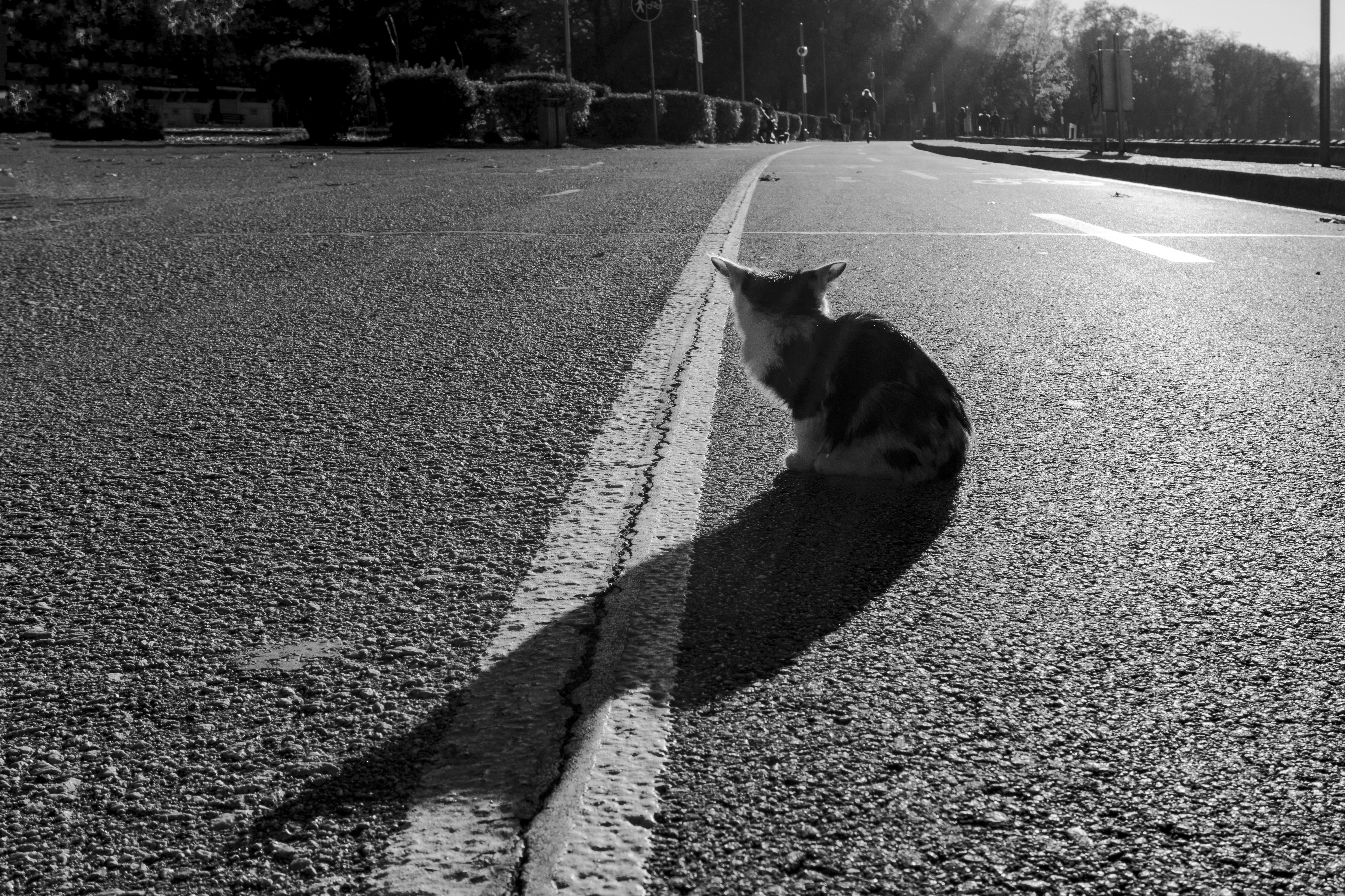 grayscale photo of cat on road
