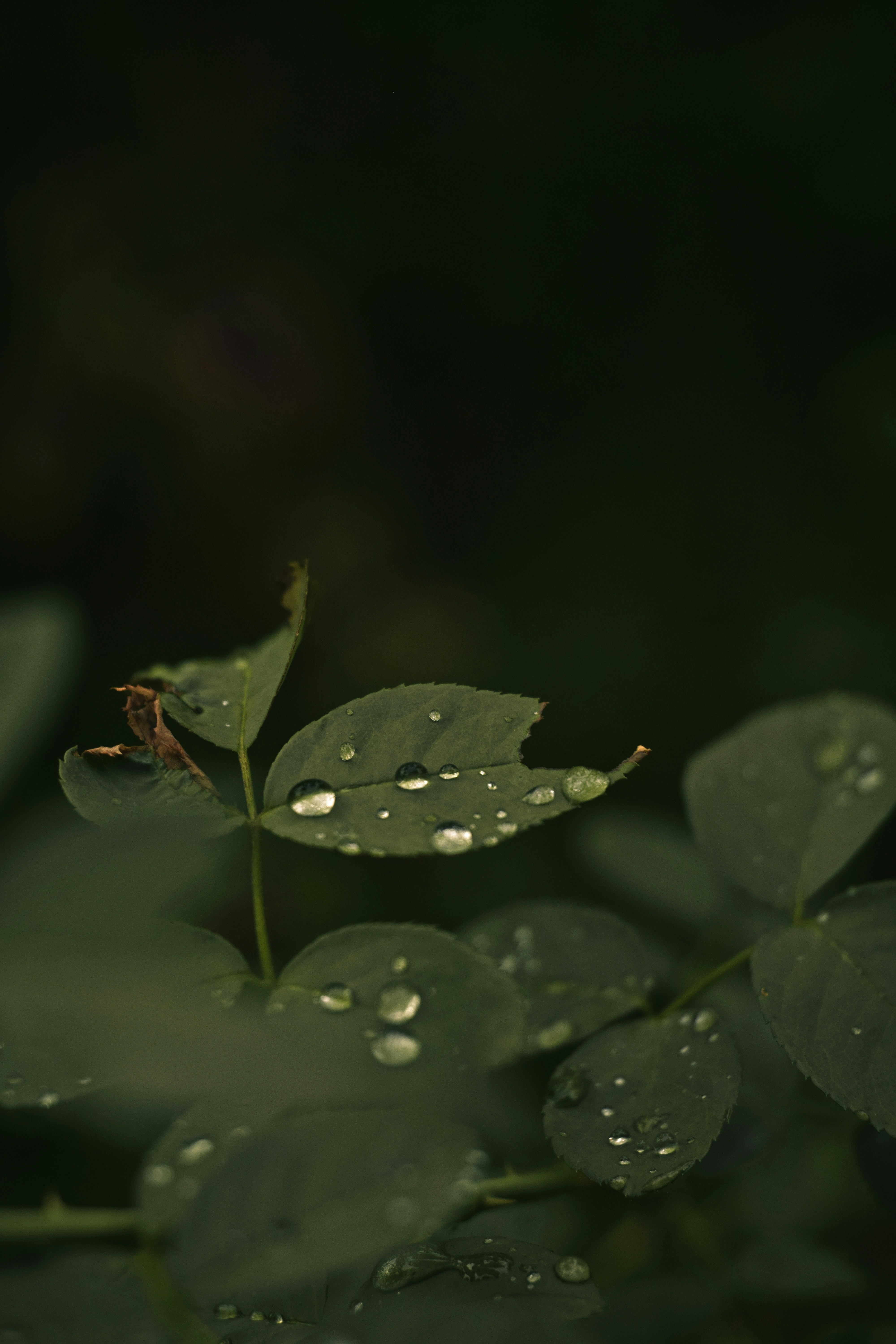 Water droplets on green leaves photo – Free Rain drop Image on Unsplash