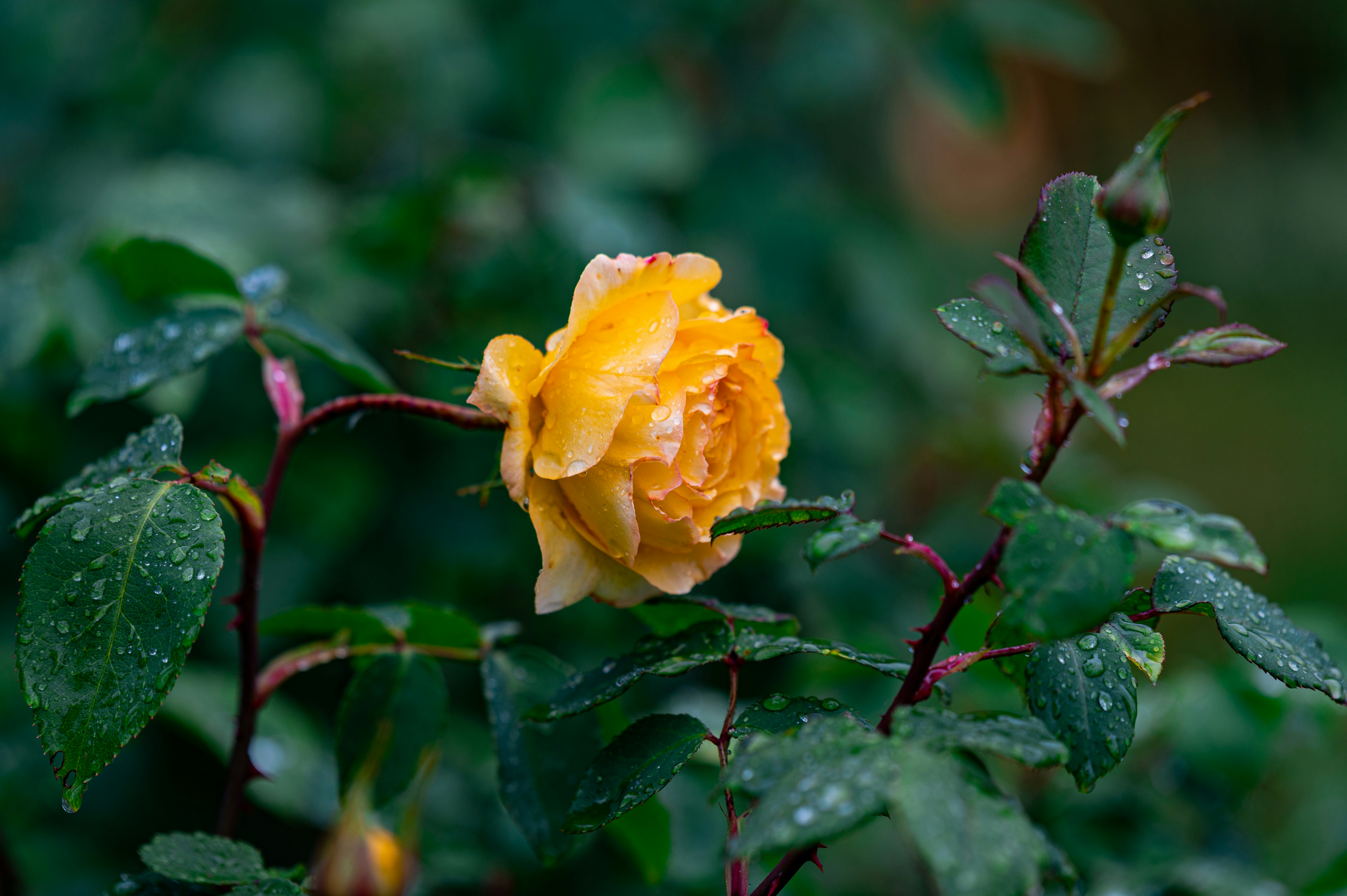 Golden Rose in the Rain: a Quiet Burst of Color in a Green Veil