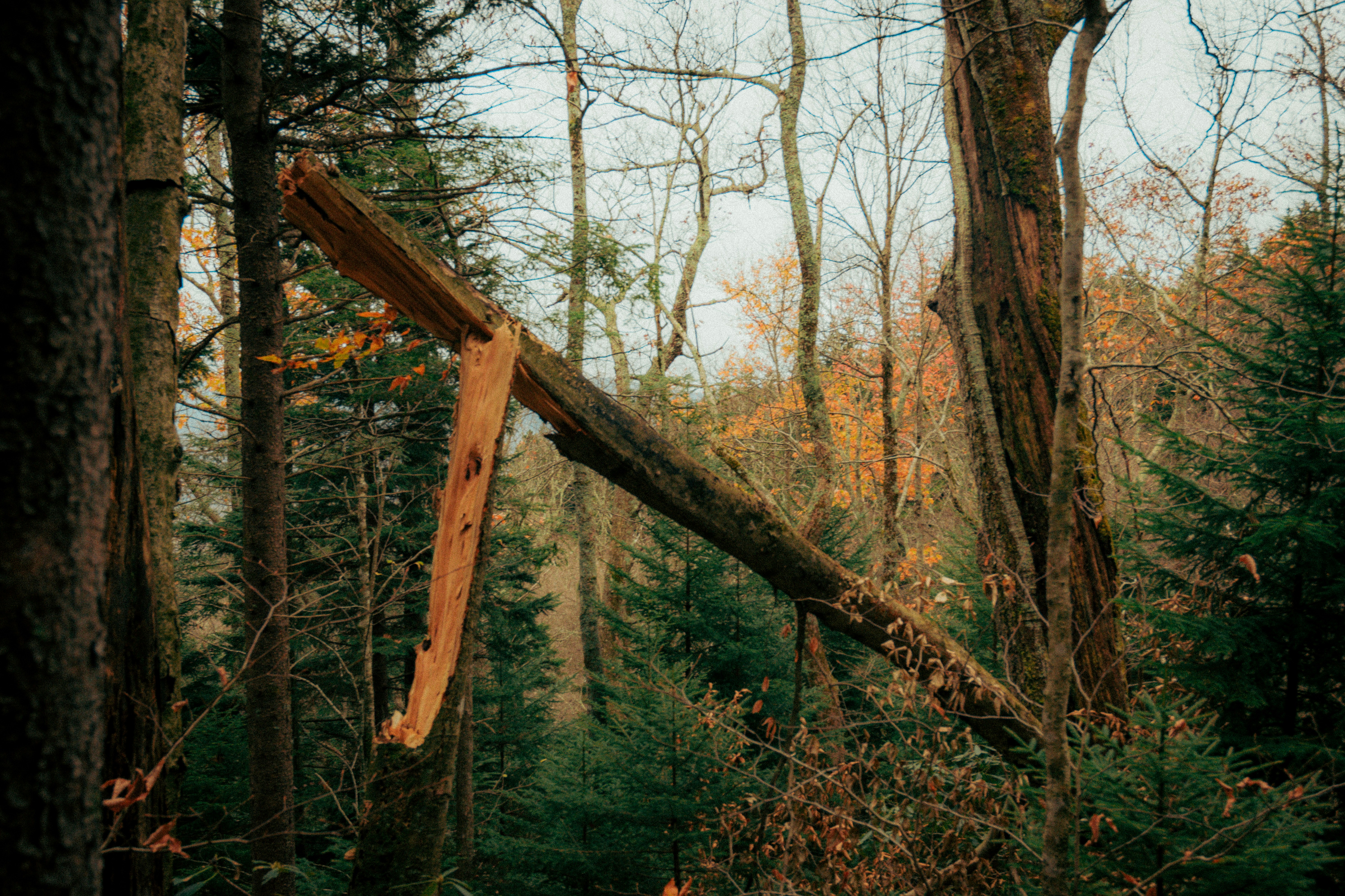 A broken tree trunk stands amidst a dense forest, showcasing the contrast between decay and the vibrant autumn foliage surrounding it.