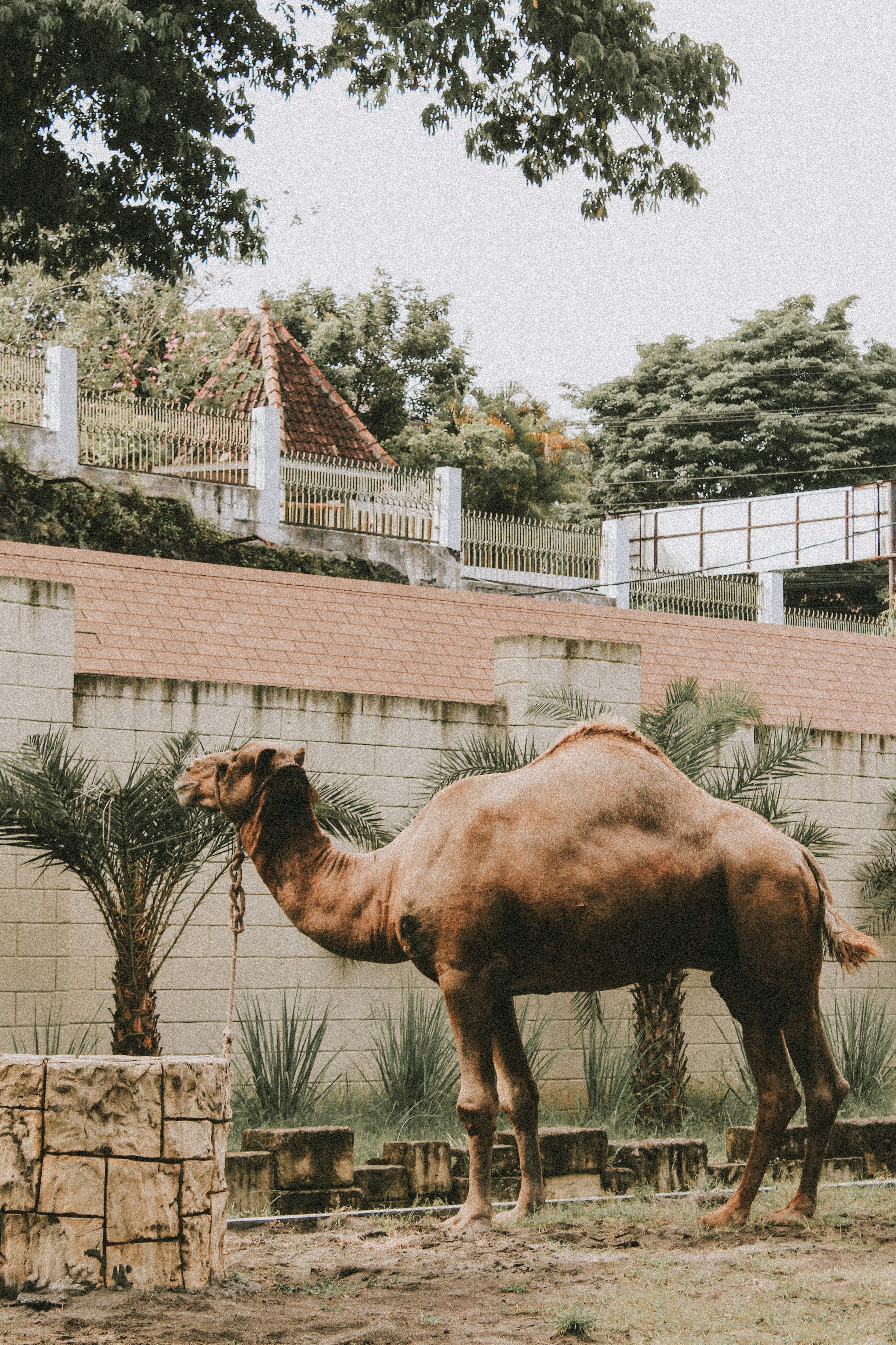 A camel stands beside a stone well, surrounded by lush greenery and tropical plants in a serene landscape.