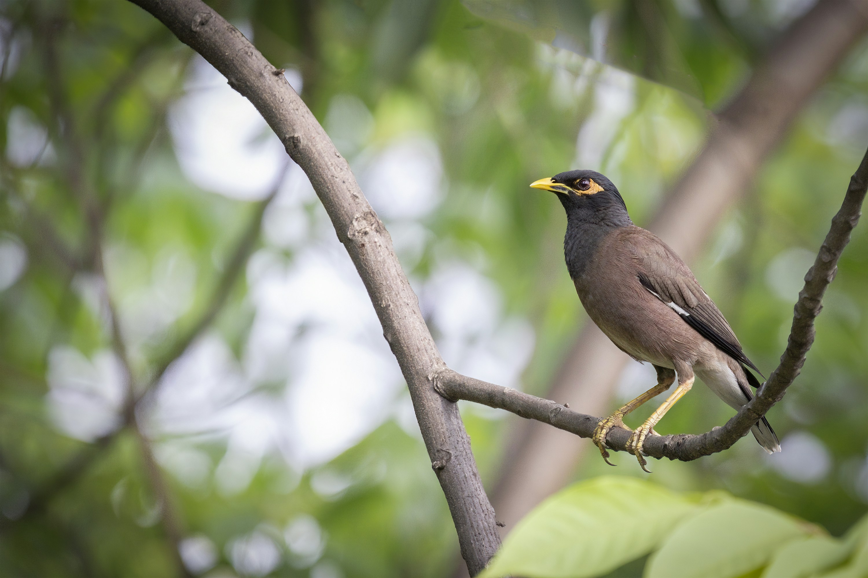 30,000+ Myna Bird Pictures | Download Free Images on Unsplash