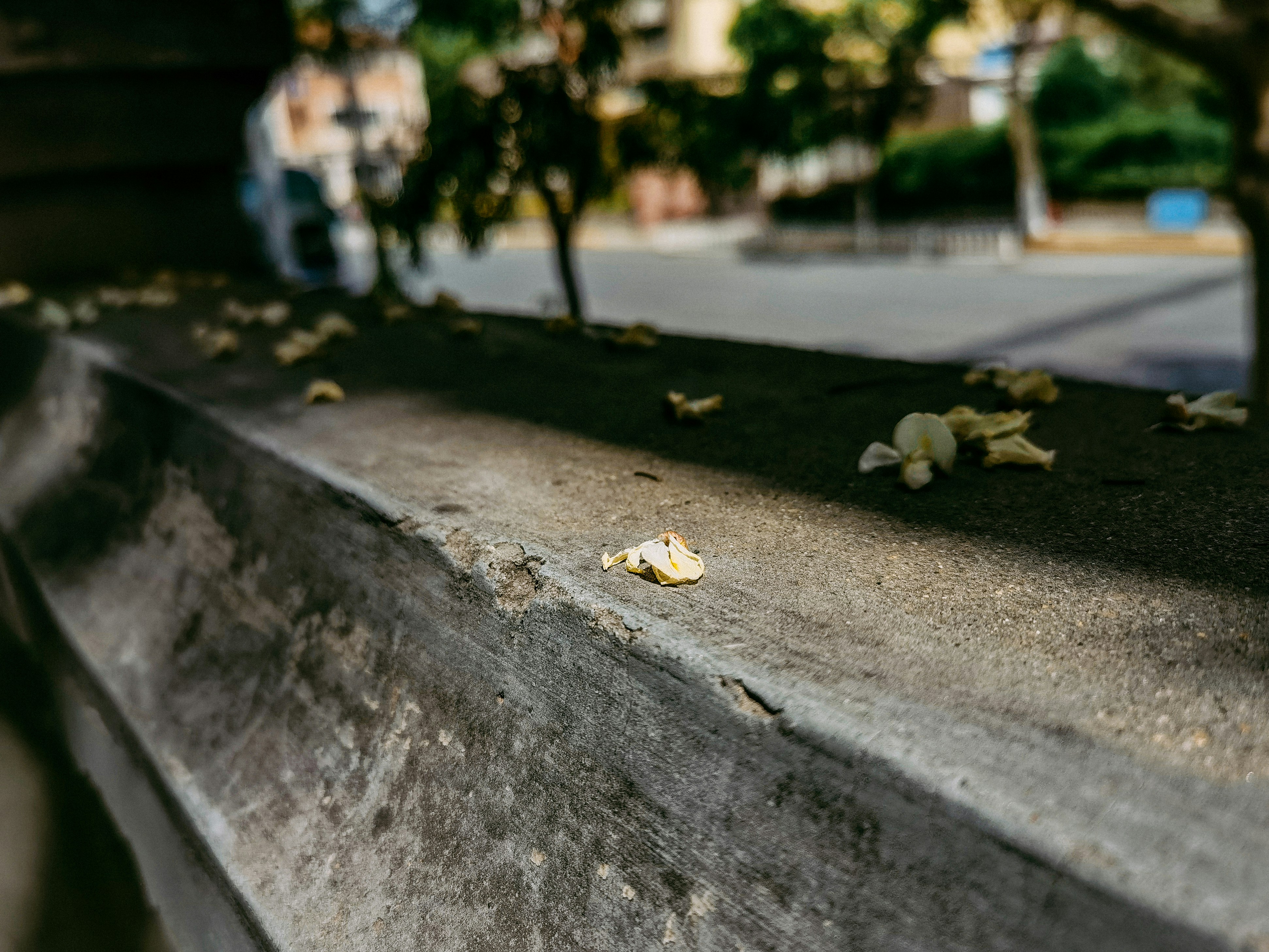 yellow flower on gray concrete floor