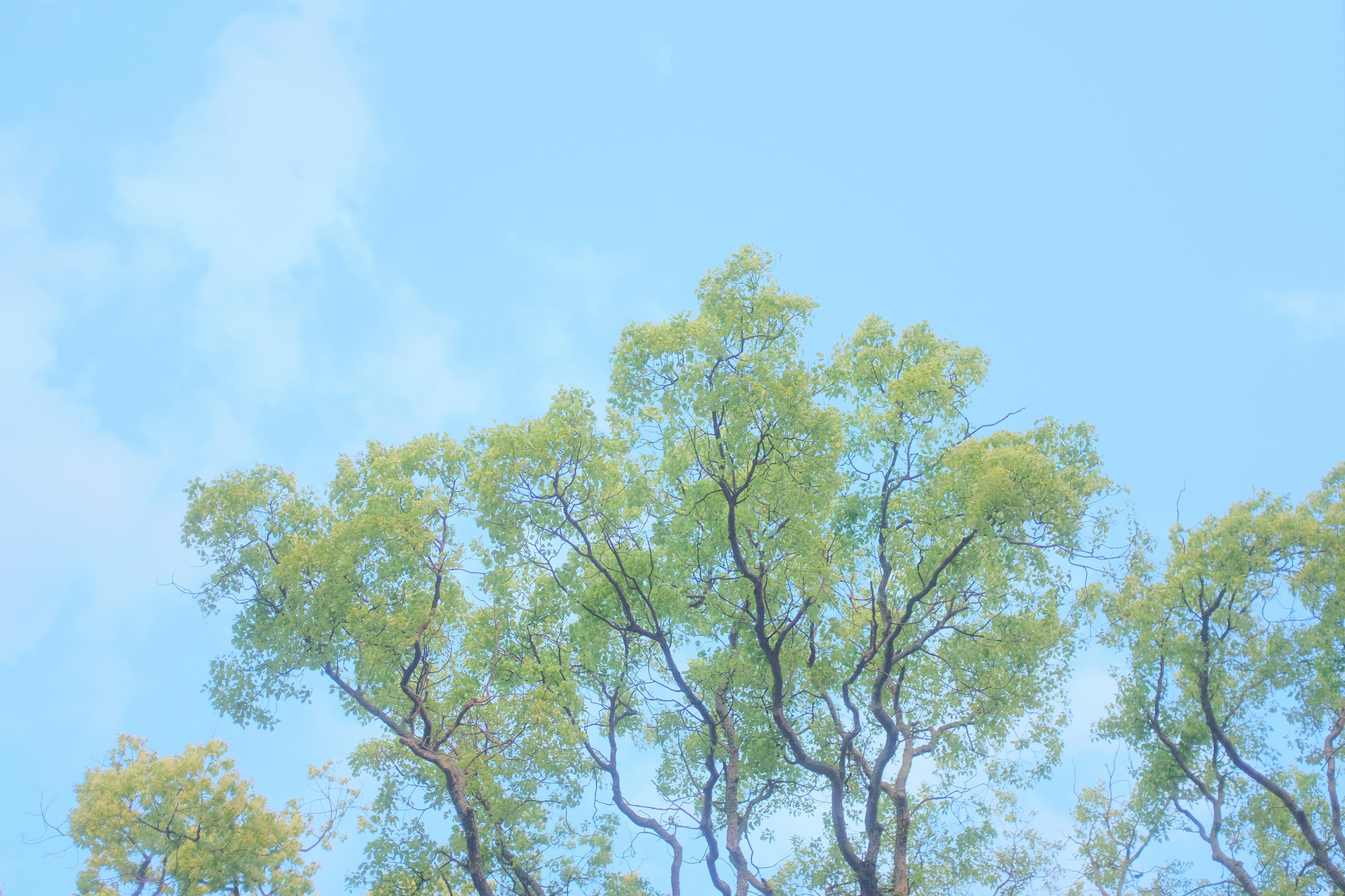 Tree branches with fresh green leaves against a bright blue sky.