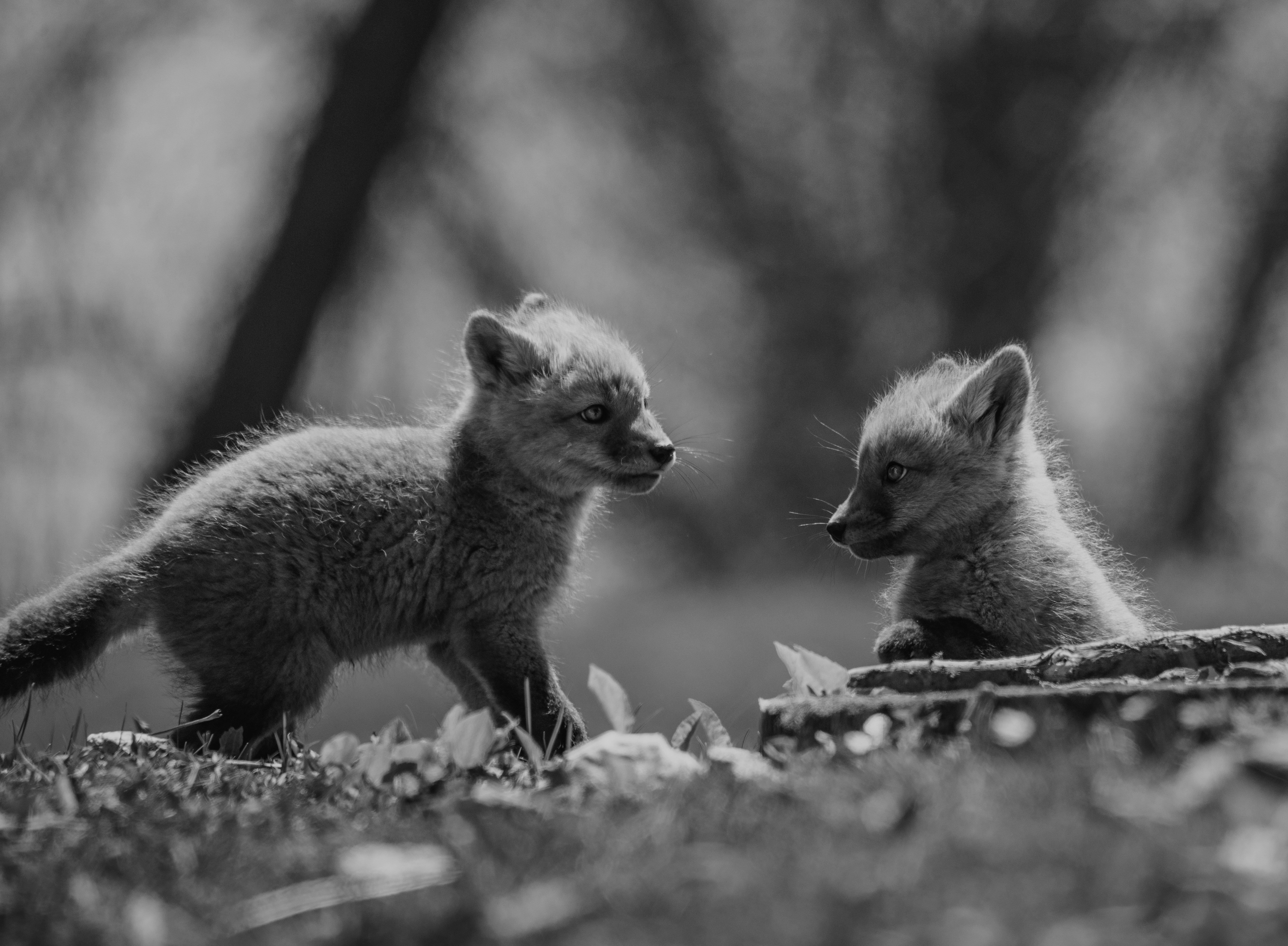 Two playful fox kits engage in a curious exchange amidst a soft-focus background of nature. Their expressive faces capture the innocence of youth.