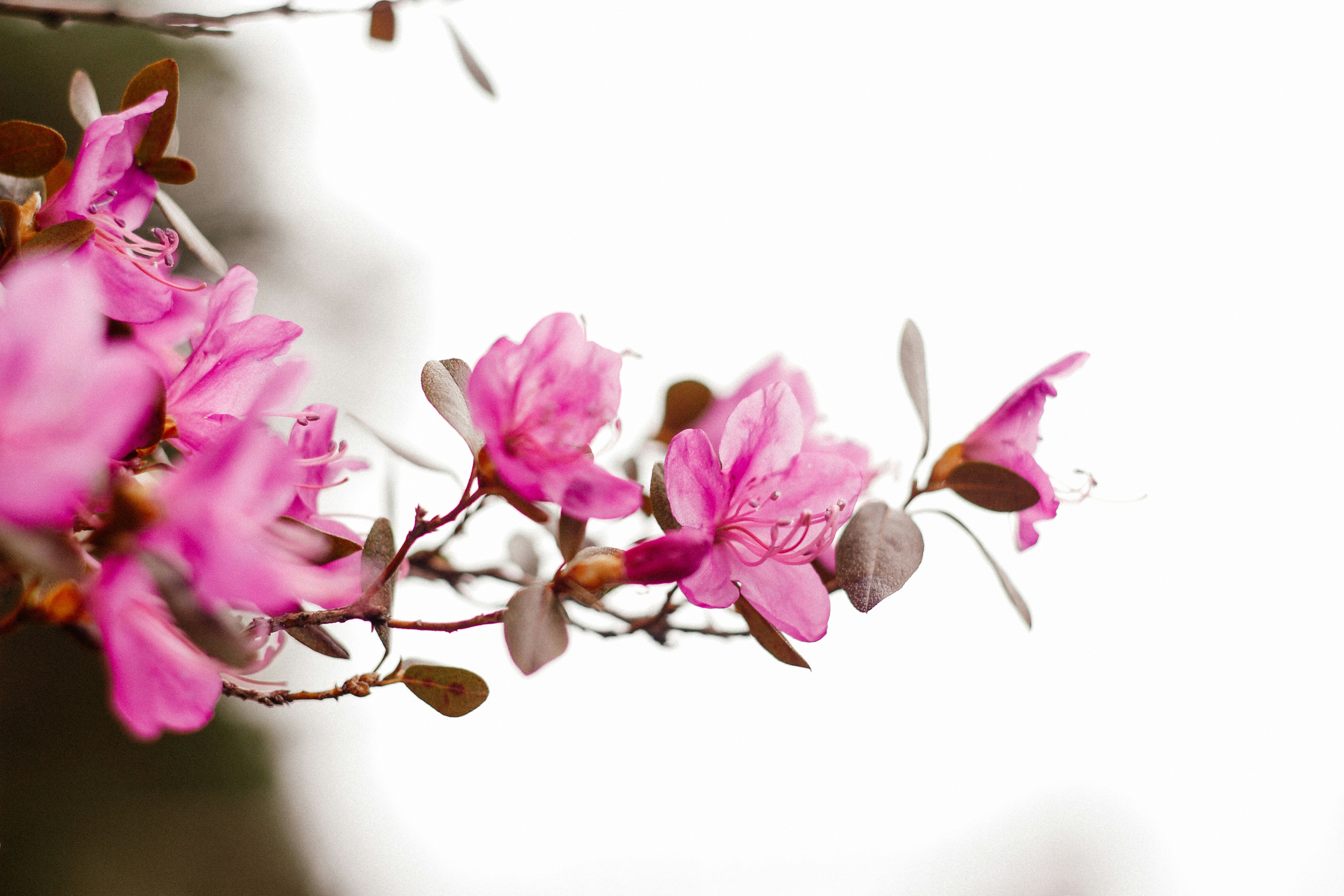 Anna Zaro (@annazarodesign) | Comunidade de fotos da Unsplash