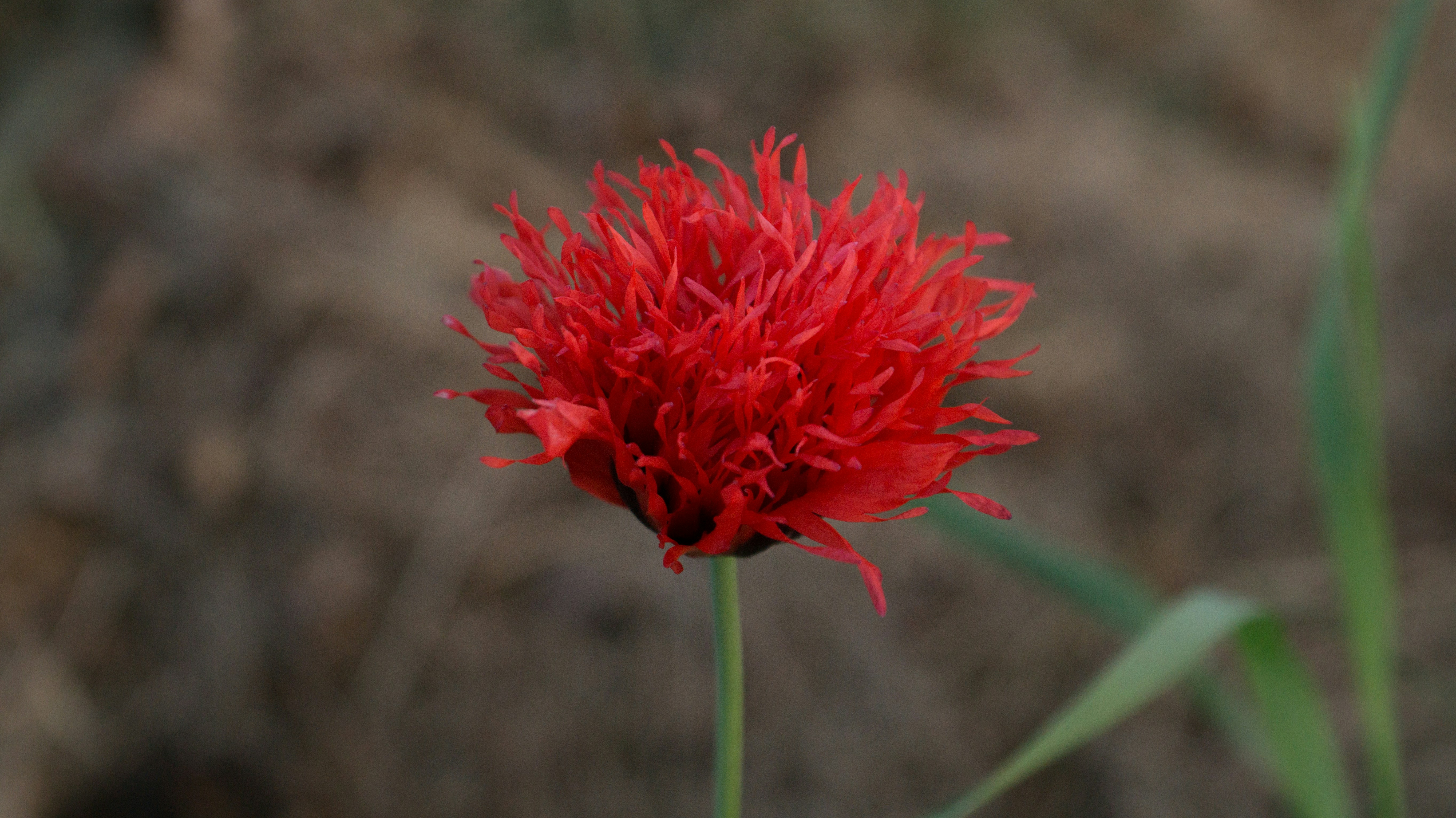 Anna Zaro (@annazarodesign) | Unsplashフォトコミュニティ