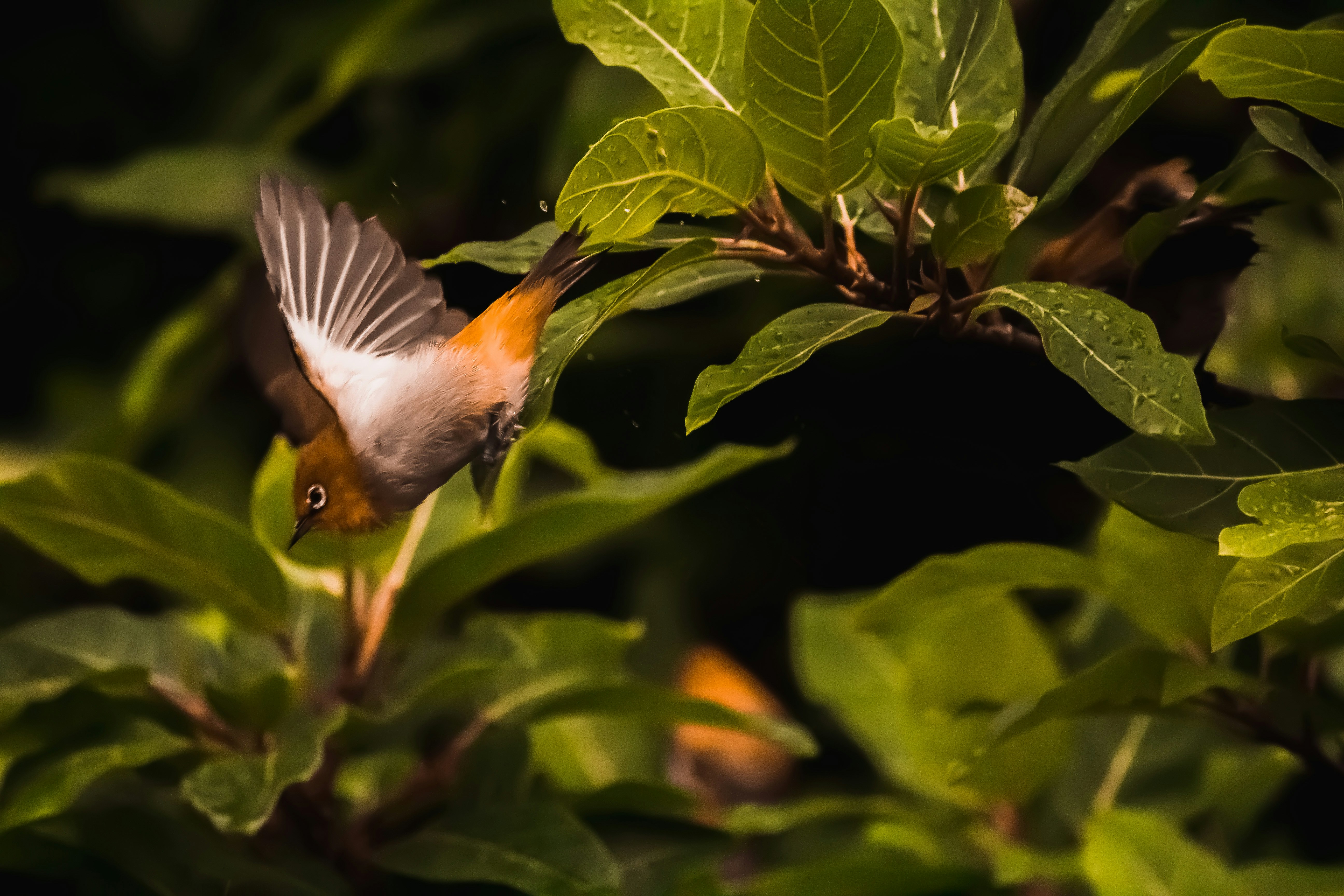 Hovering Finch: A Burst of Color Amid Green Canopy