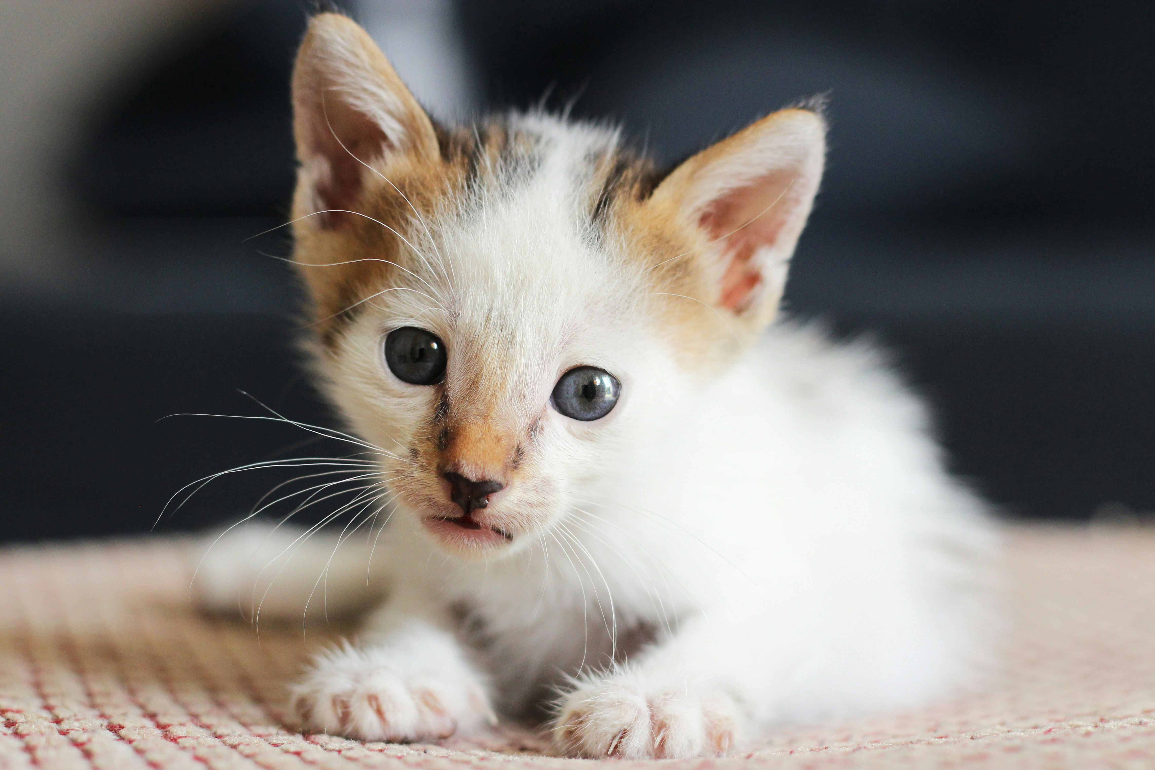 A playful kitten with distinctive markings gazes curiously at the viewer, showcasing its vibrant eyes and soft fur. The scene captures the essence of feline innocence.