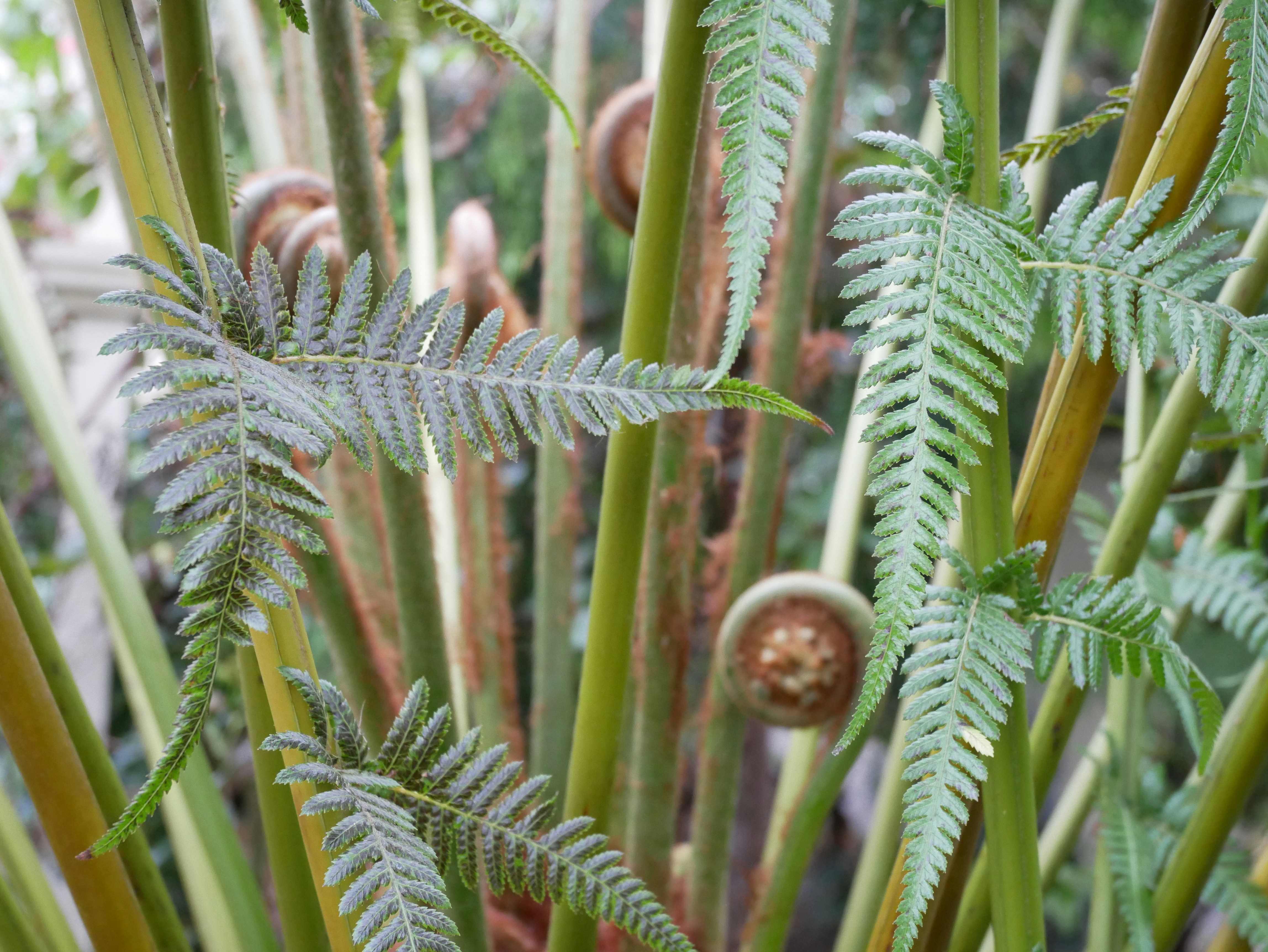 Frond Geometry: Close-Up of Ferns Surrounded by Stems