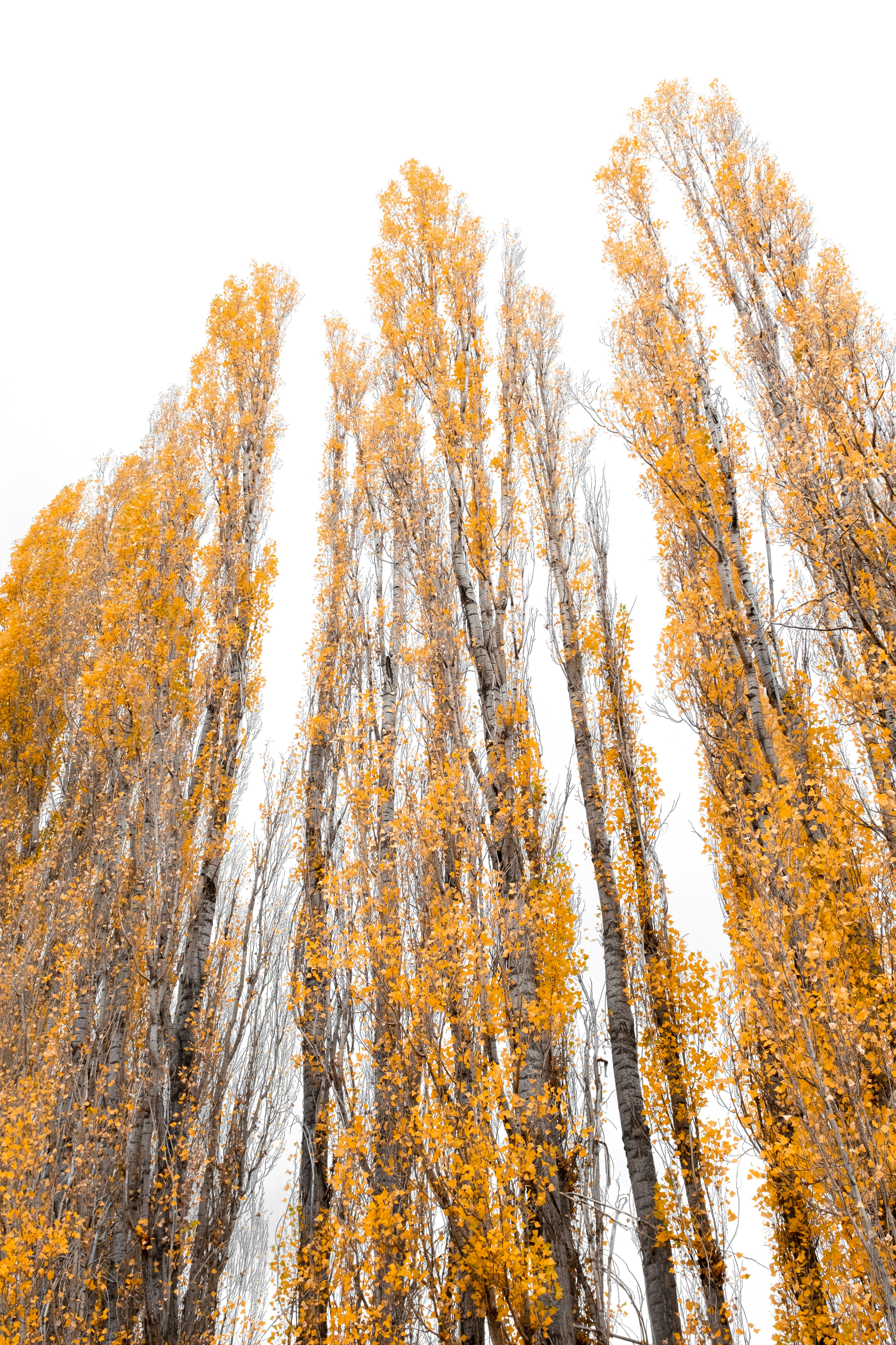 Brown trees on mountain during daytime photo – Free Autumn Image on ...