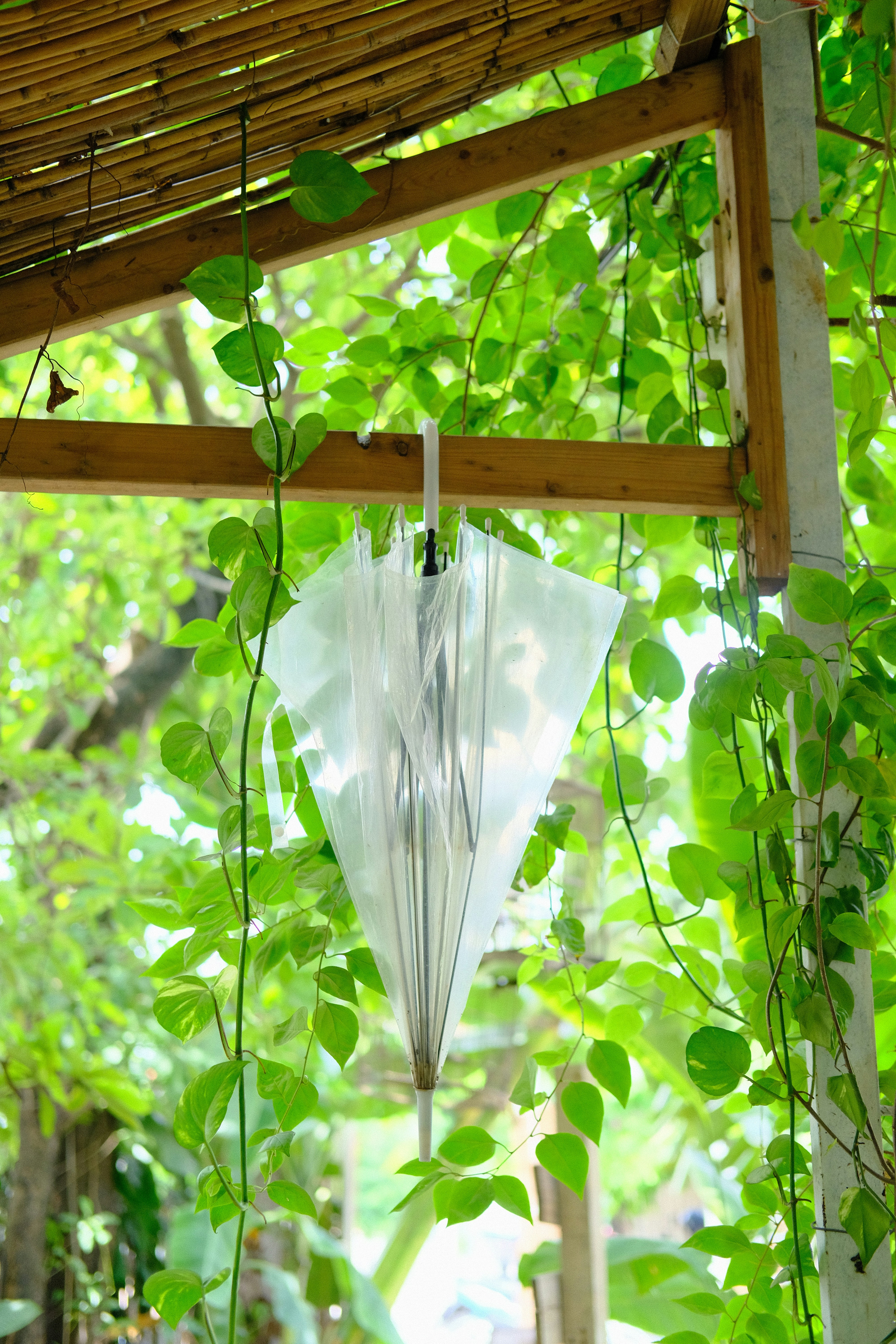 Transparent umbrella suspended among lush greenery, creating a serene atmosphere. The interplay of light and leaves enhances the tranquil setting.