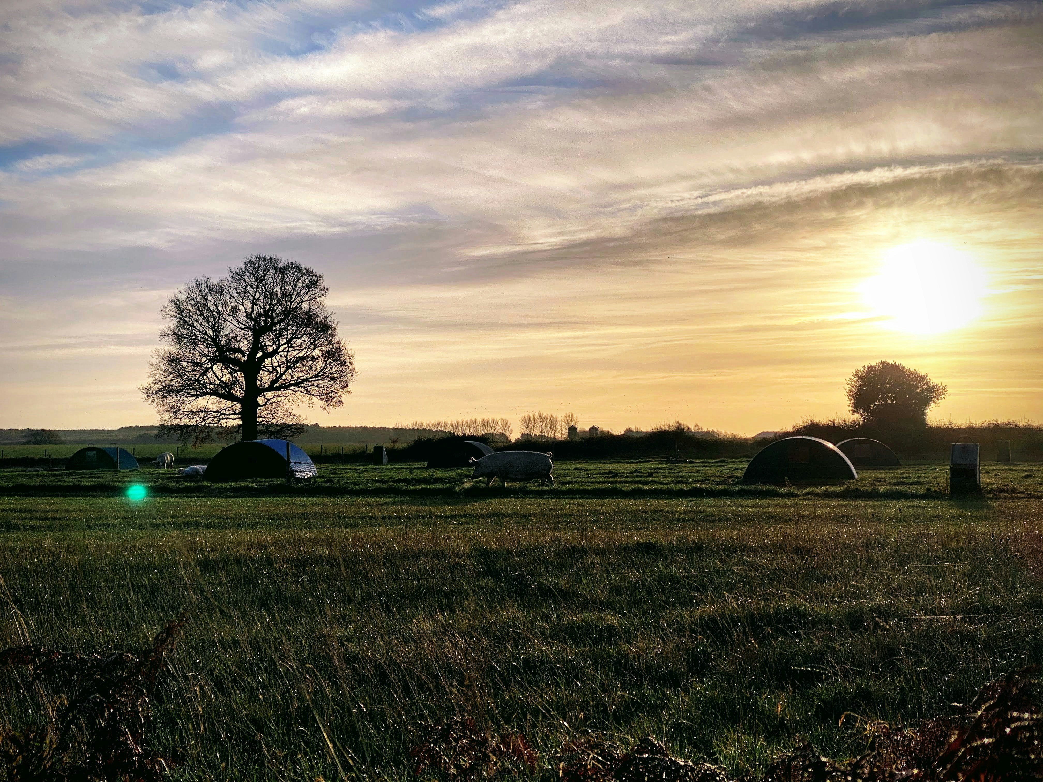 Golden Hour Vigil: Lone Tree Over a Quiet Campground