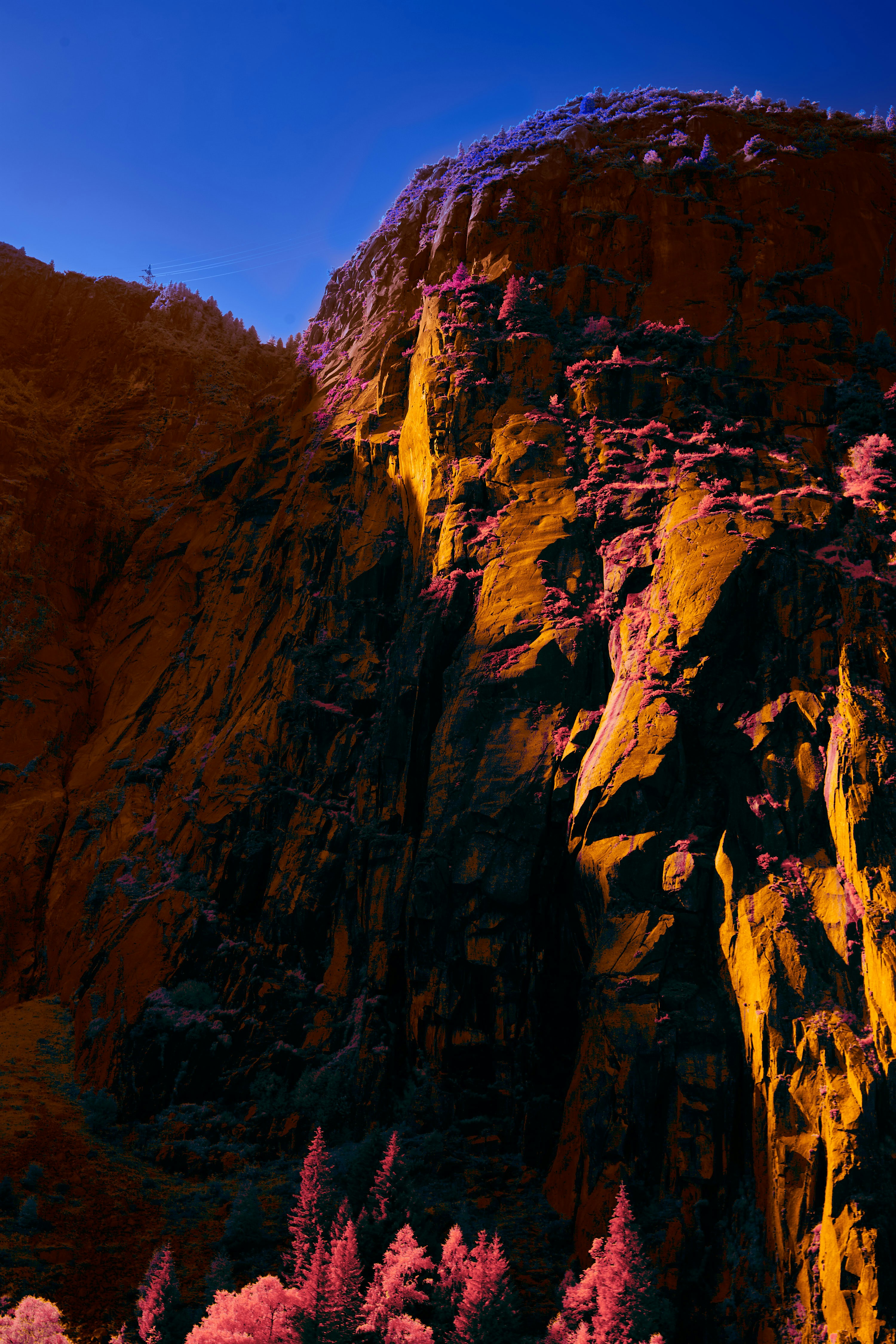 Crimson Pines on Golden Cliffs: A Chromatic Canyon at Dusk