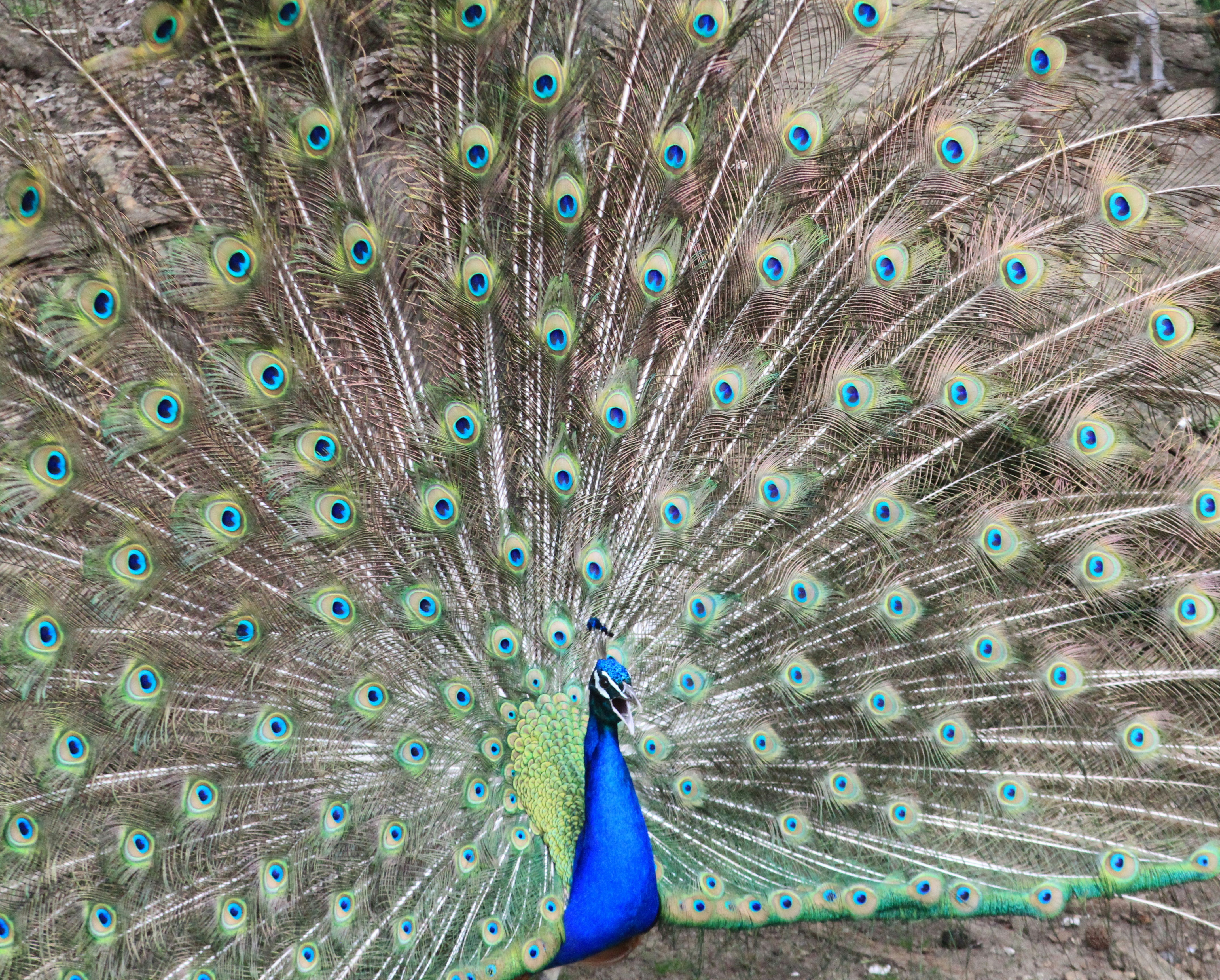 A vibrant peacock showcasing its iridescent feathers in a striking fan formation.