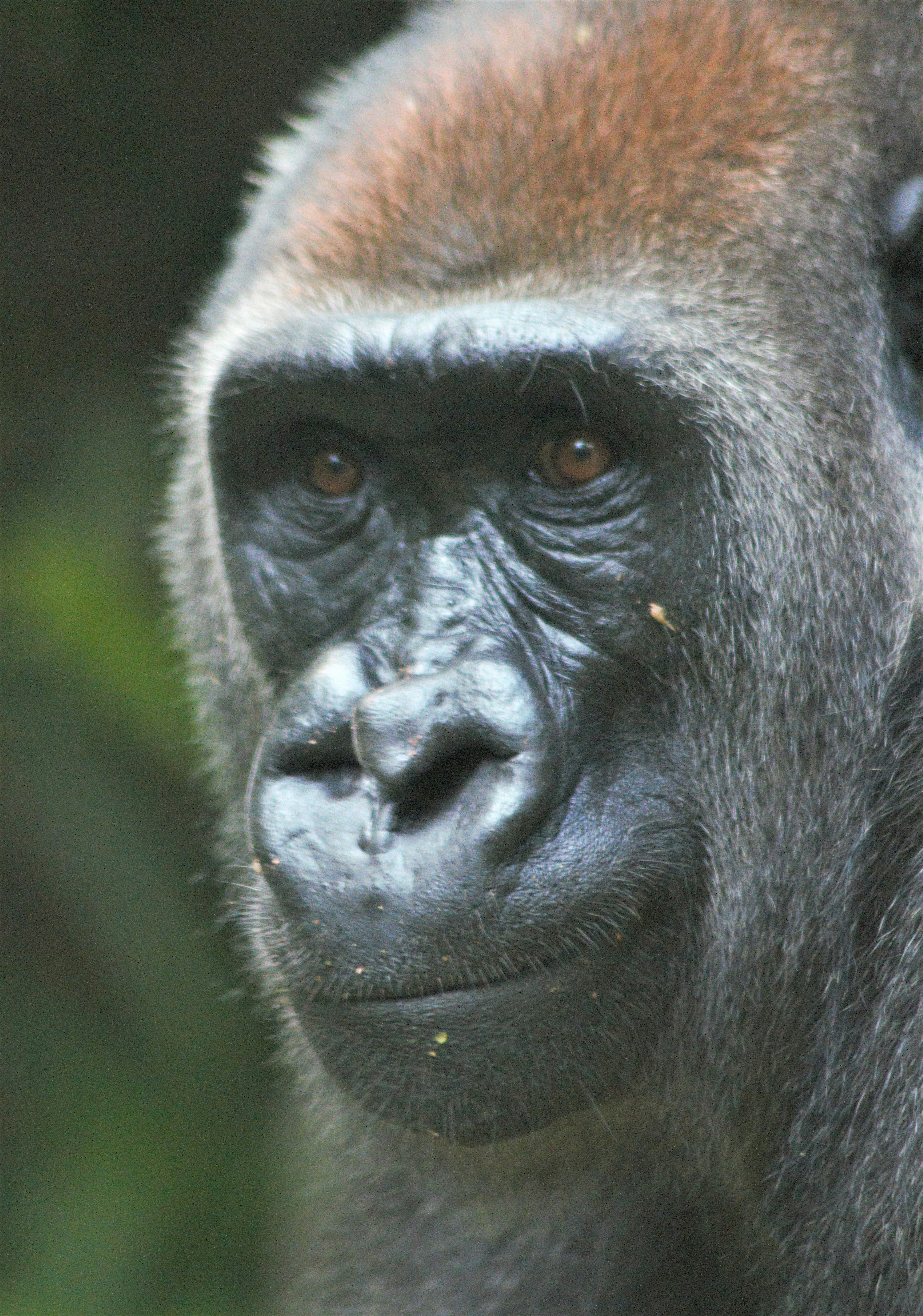 Close-up of a silverback gorilla with a thoughtful expression, surrounded by a lush, blurred background.
