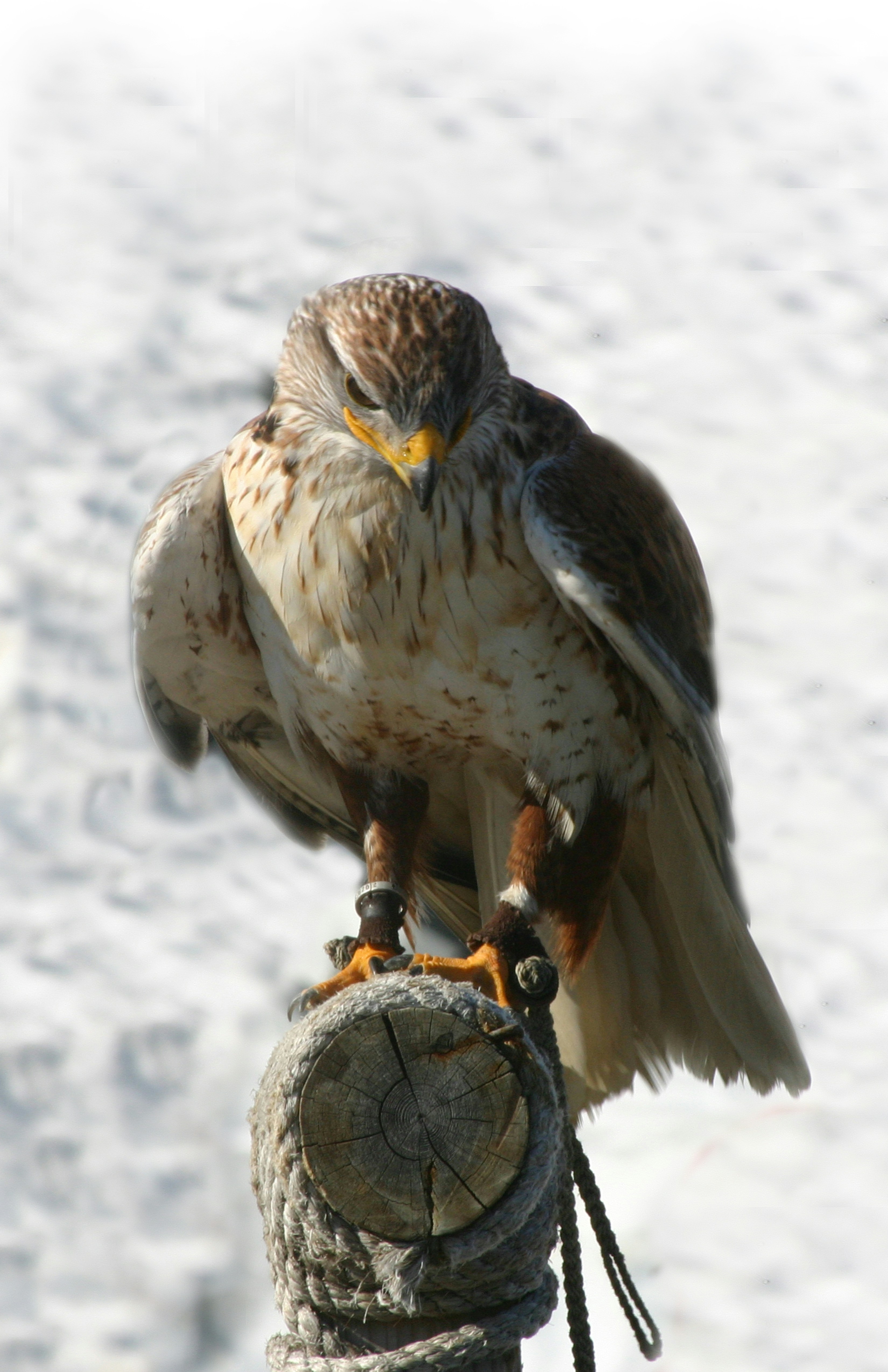 Raptor on a Weathered Post: Focused Forehead Glance