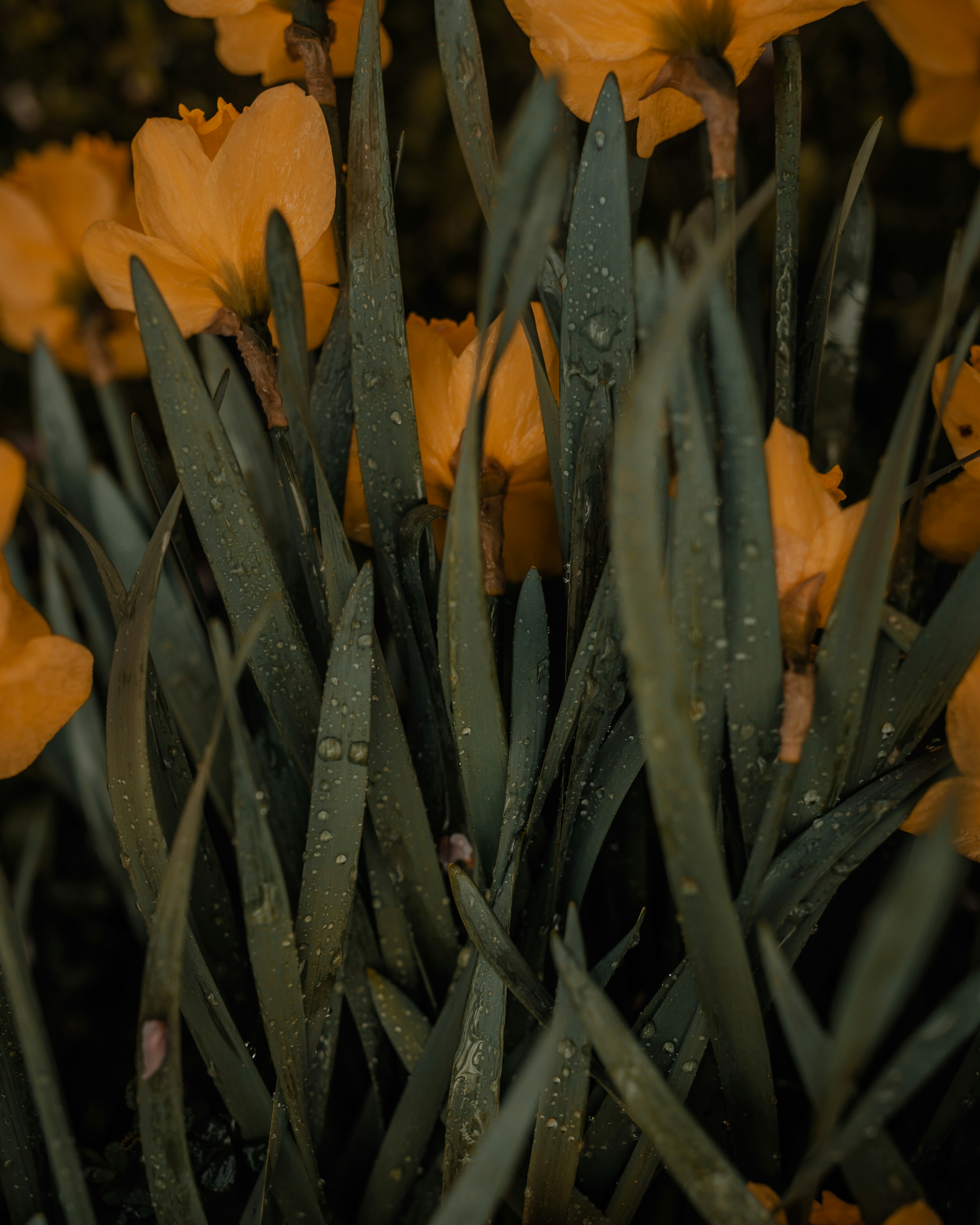 Dew-kissed Yellow Tulips Nestled Among Jade Leaves