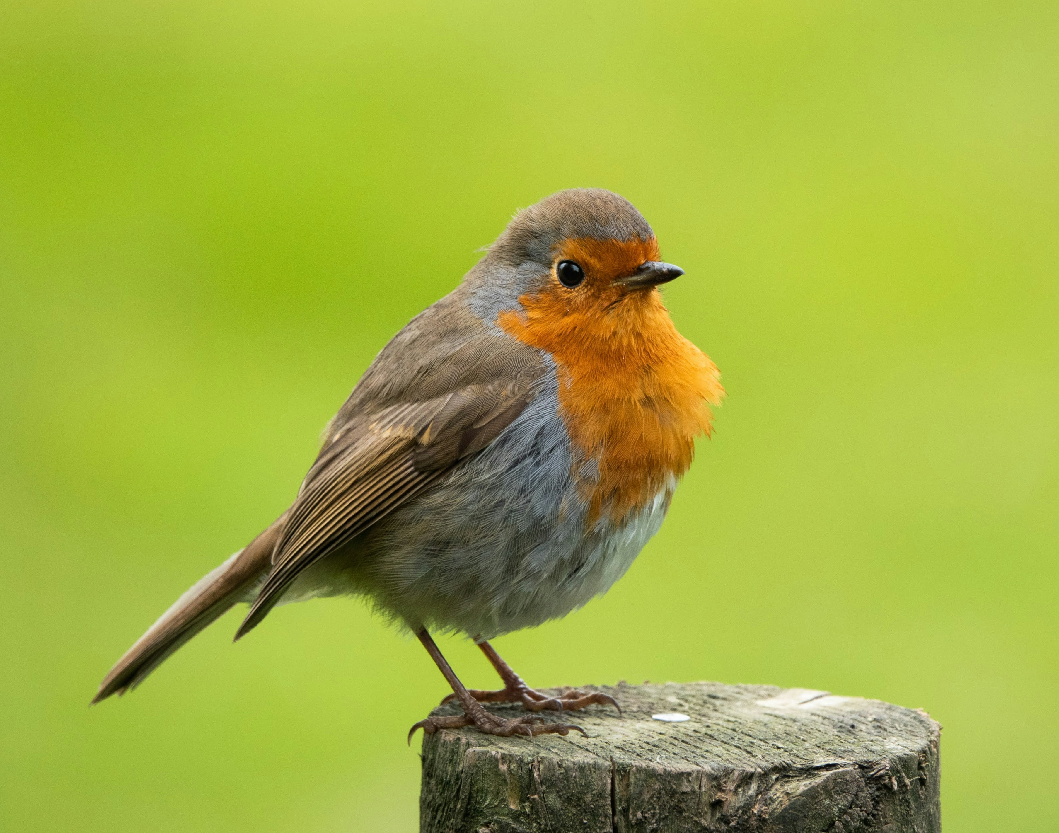 500+ Robin Pictures [HD] | Download Free Images on Unsplash