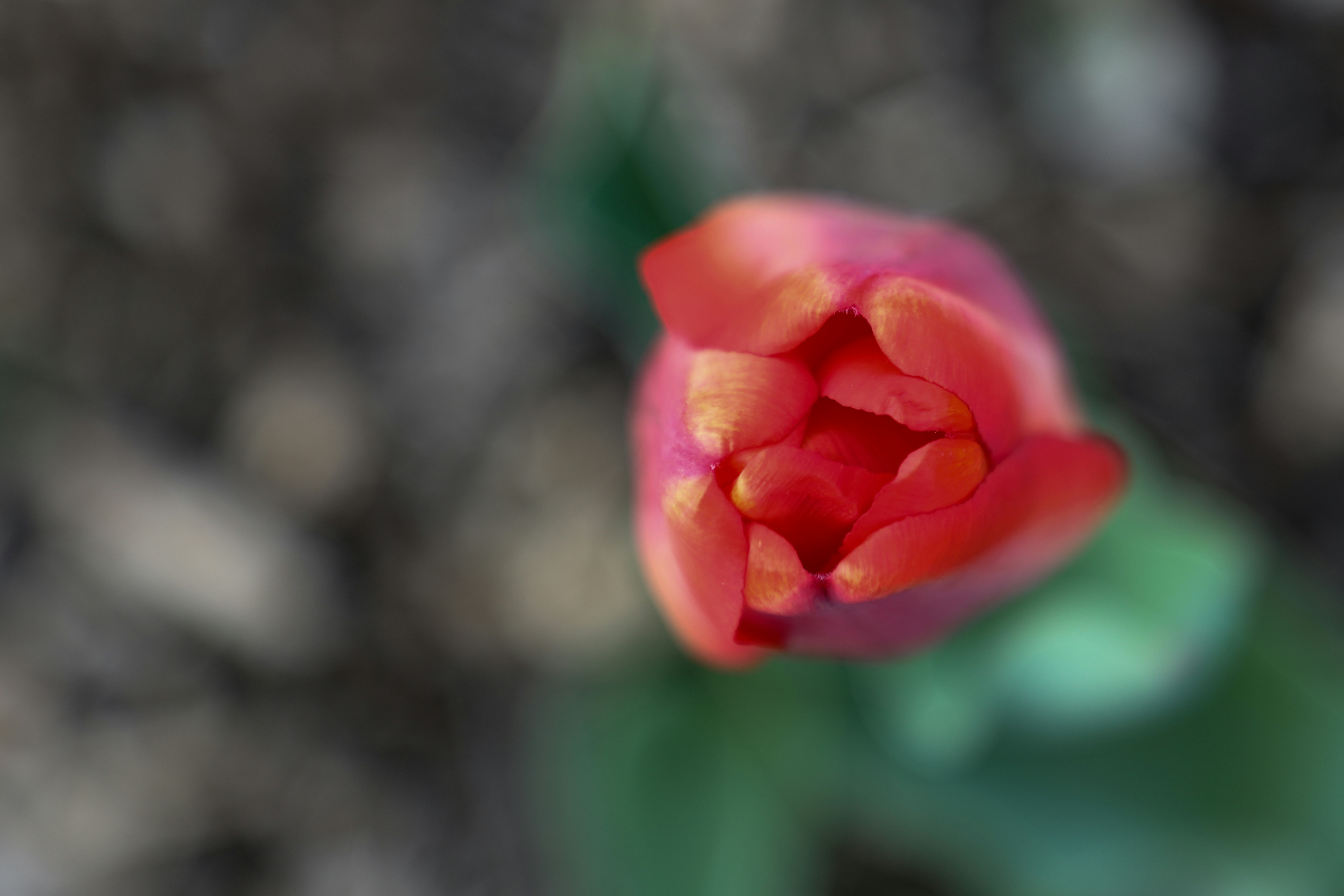 pink rose in bloom during daytime