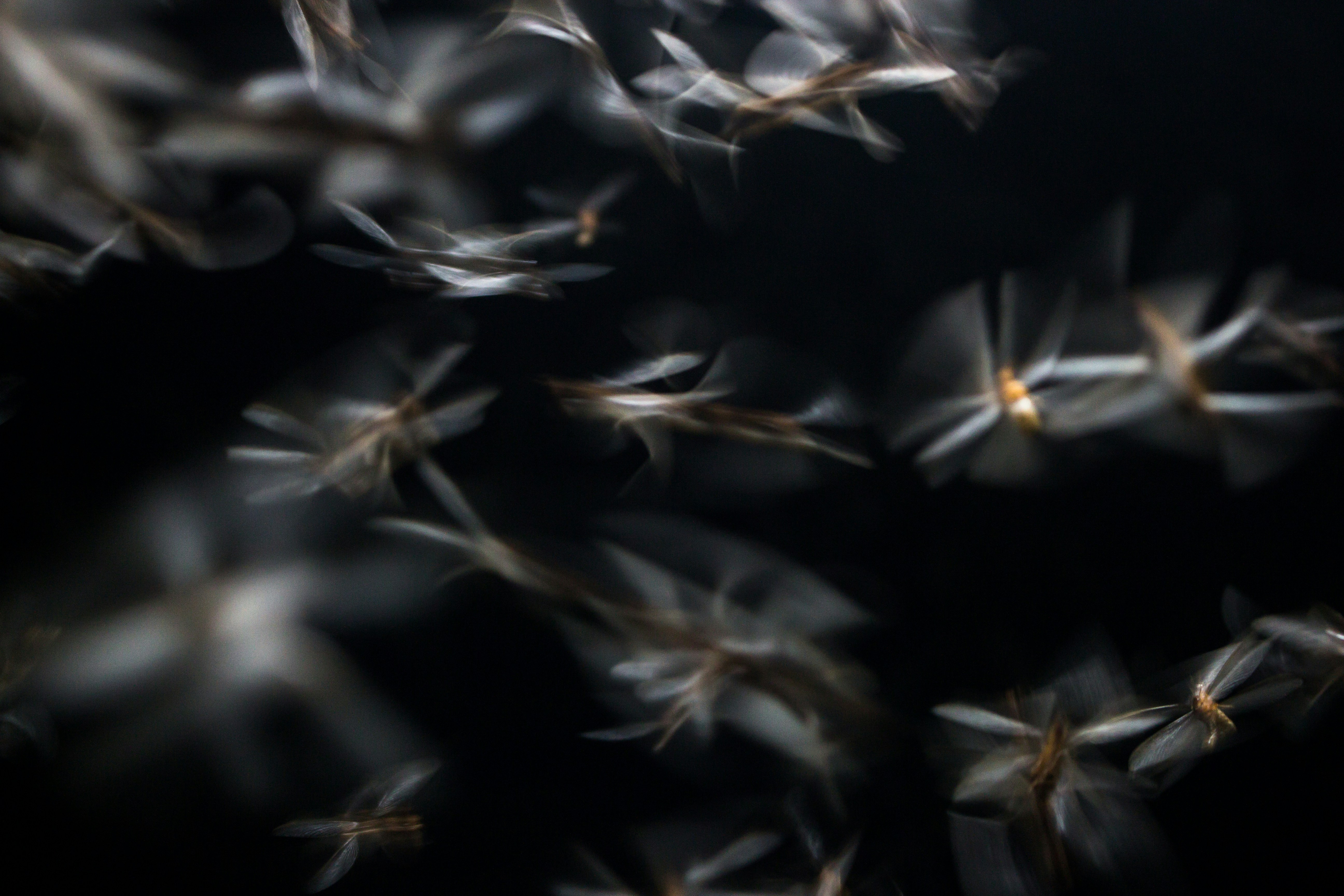 Drifting Seedlets Across Velvet Black