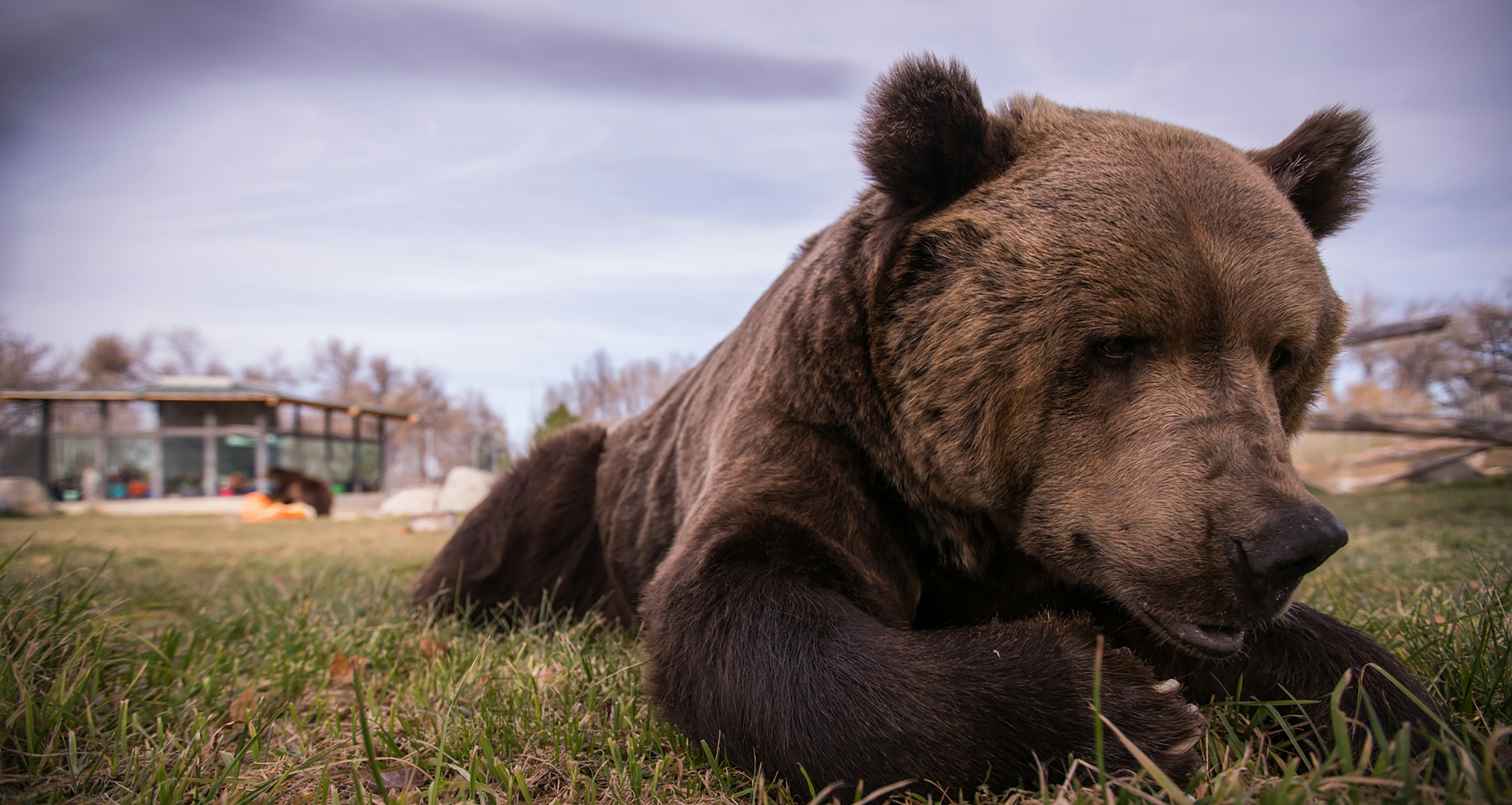 Close-Up Rest: A brown bear eyes the camera from a sunlit meadow