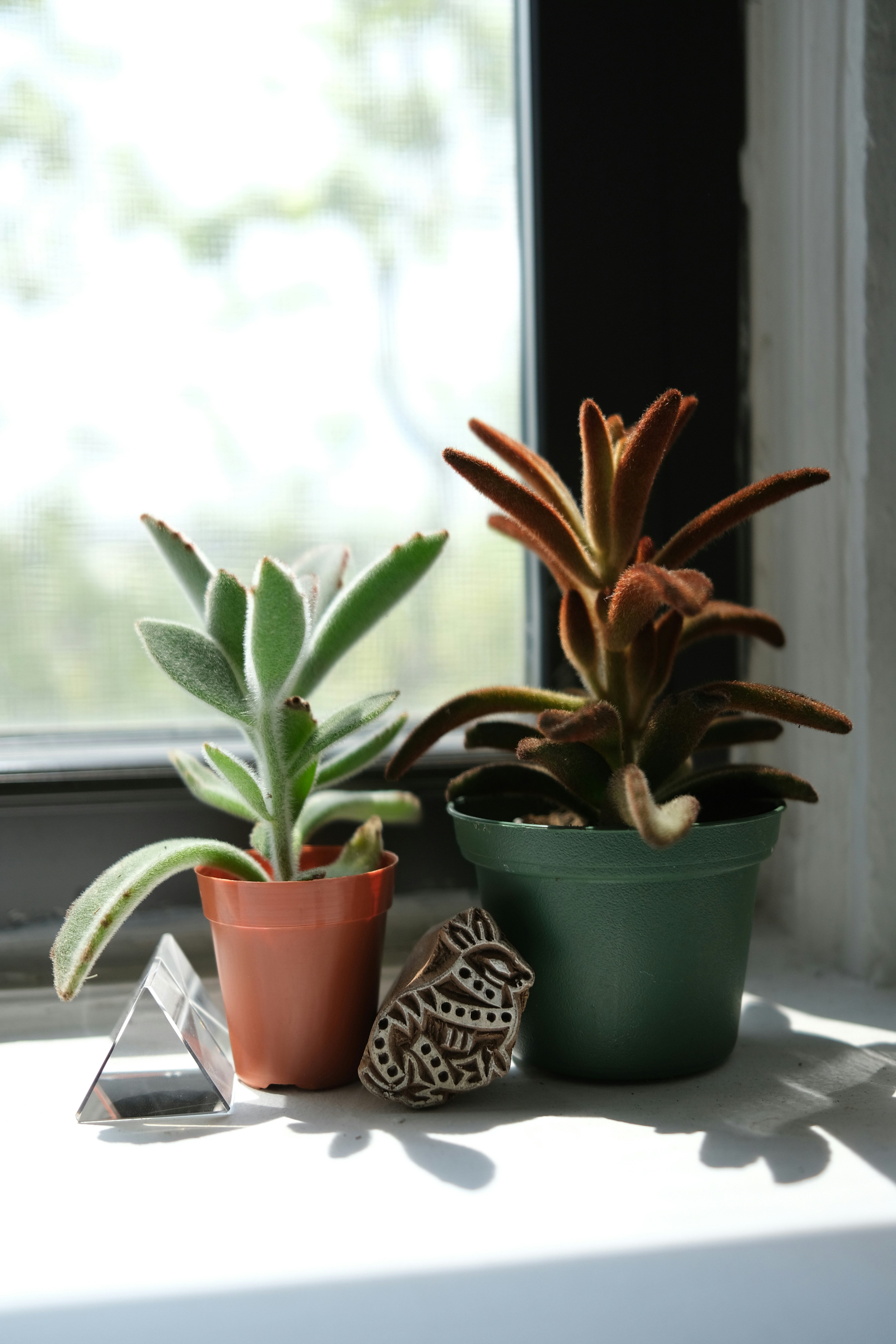 Succulent plants displayed in pots on a windowsill, accompanied by decorative objects. The arrangement highlights a blend of textures and colors.