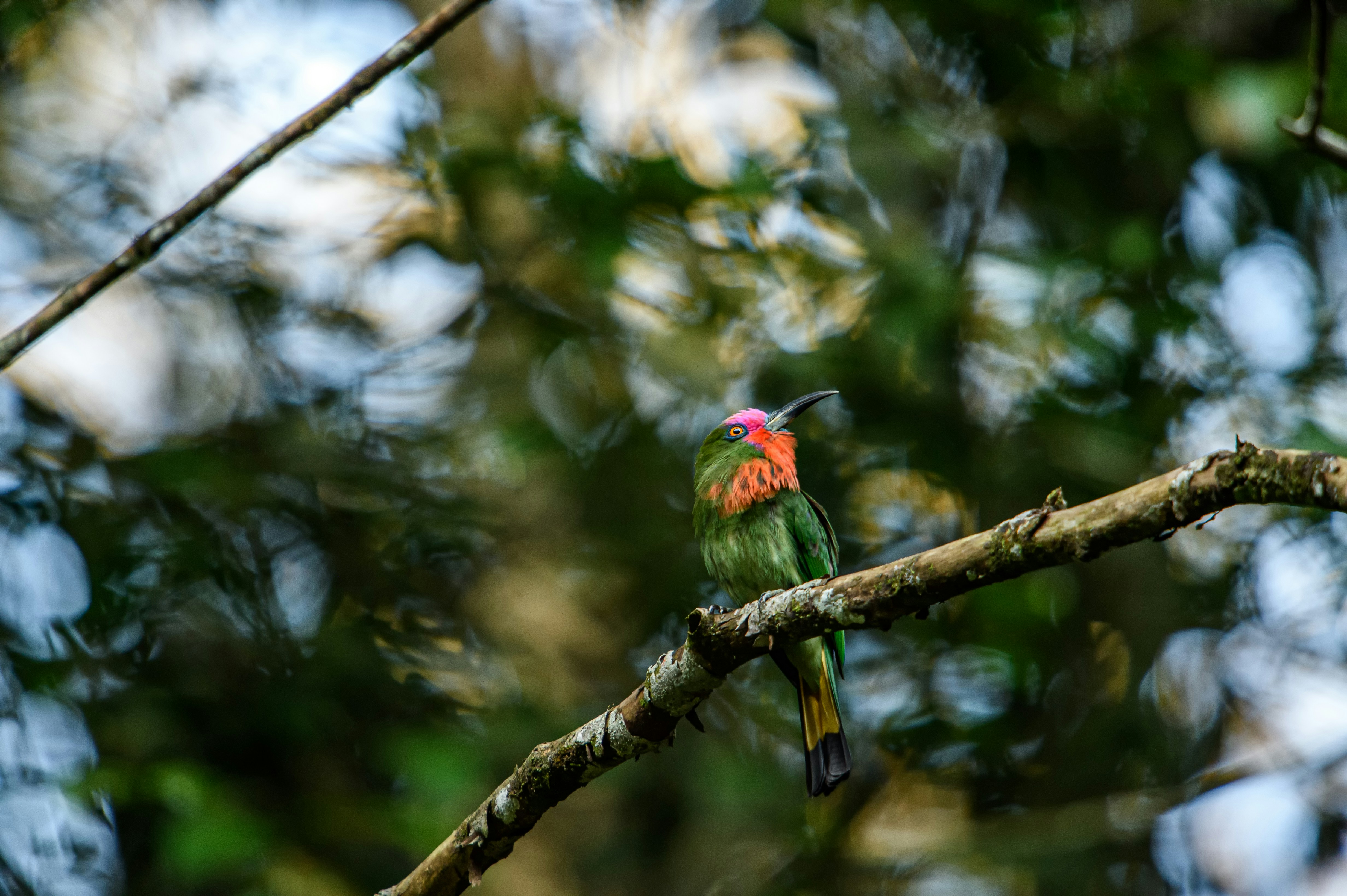Green and red bird on tree branch during daytime photo – Free Malaysia ...