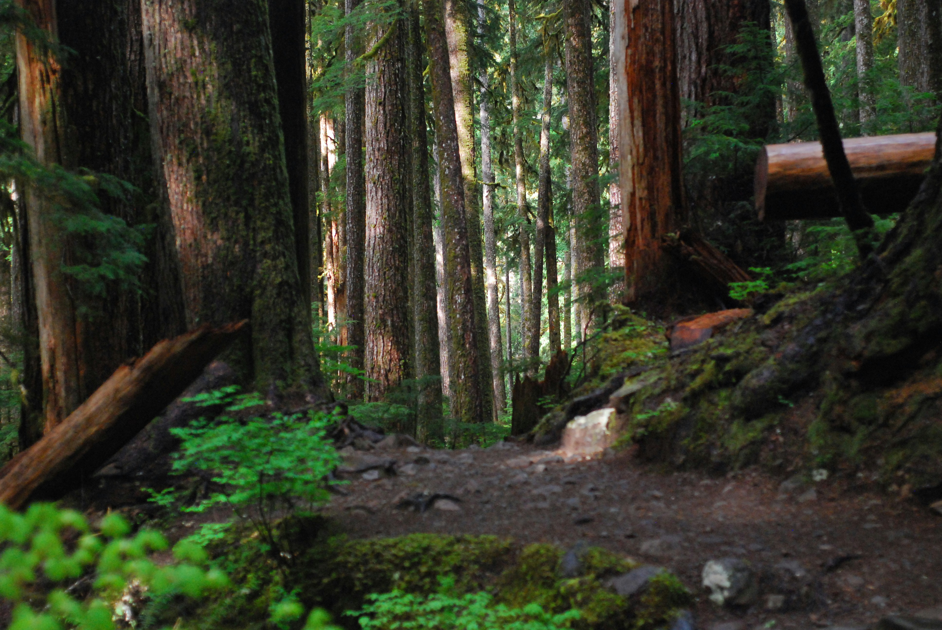 Sunlight filters through towering trees in a serene forest, highlighting the lush undergrowth and rugged terrain.