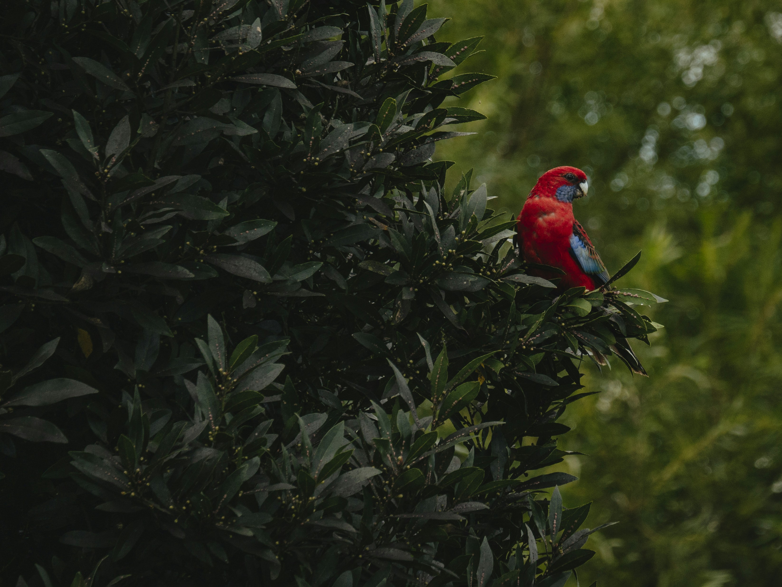 Vibrant red parrot perched on lush foliage, showcasing its striking colors against a blurred natural backdrop.