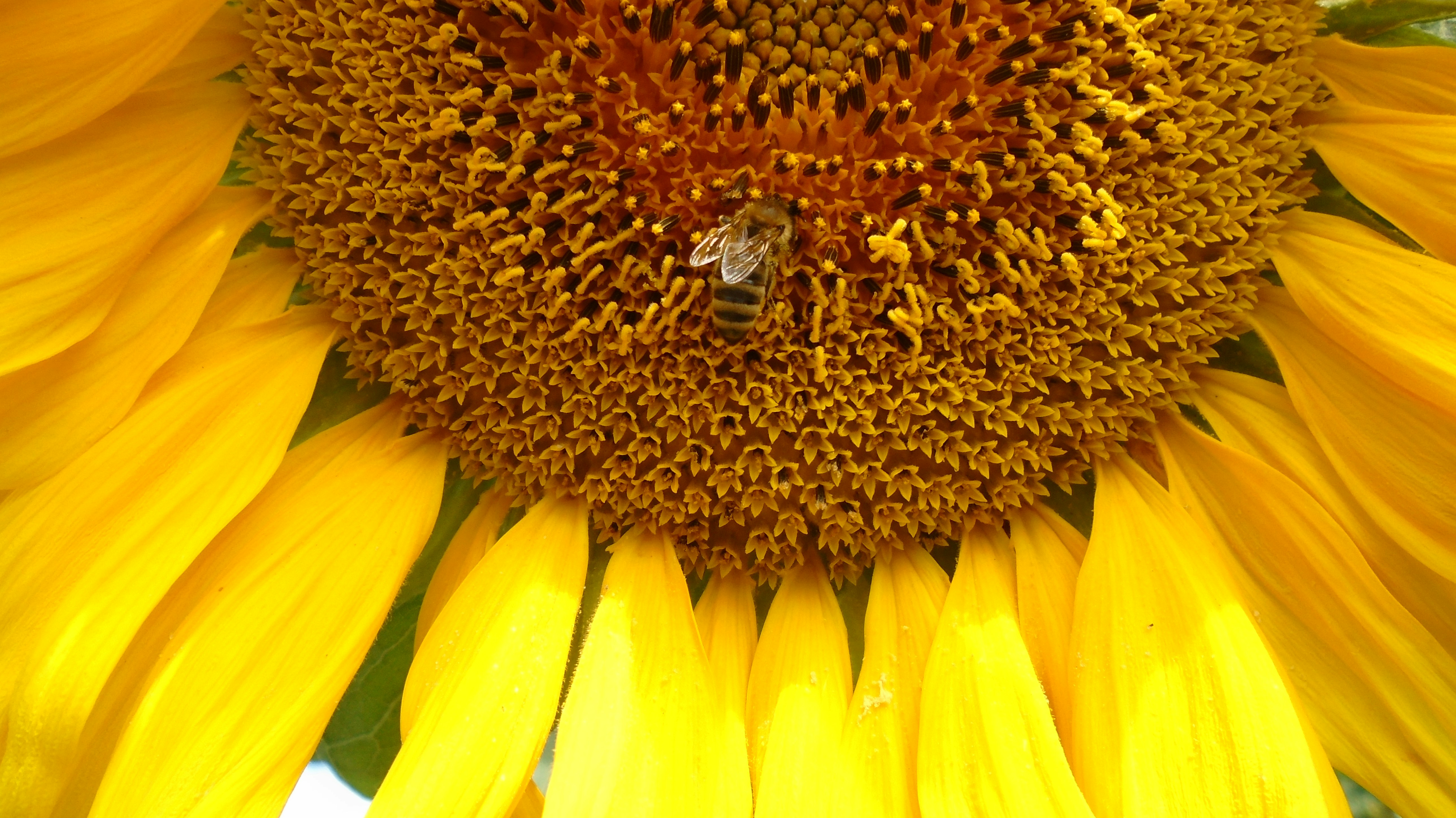 Close-up of a sunflower's vibrant center with a bee collecting pollen. The intricate details of the flower's structure are highlighted.
