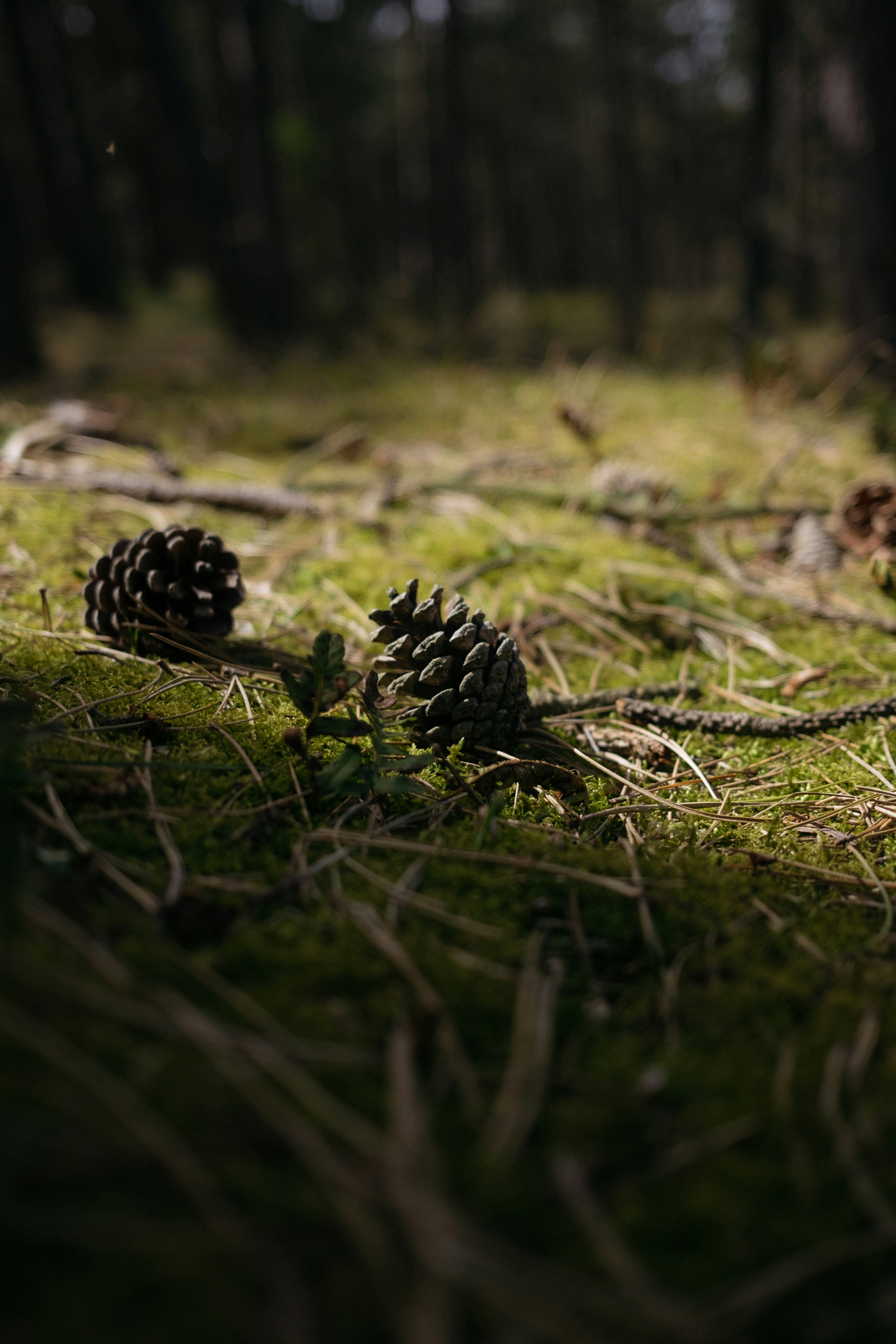 Pinecones on a Mossy Forest Floor—Sunlit Quiet