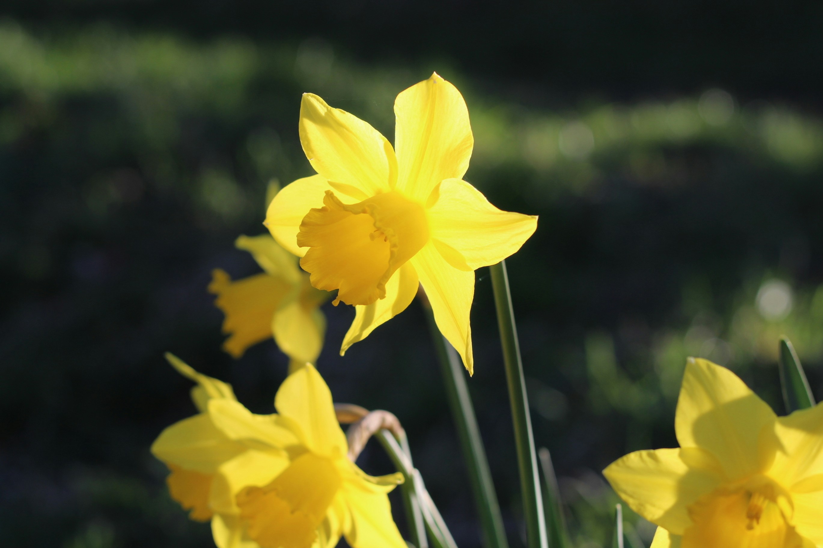 Vibrant yellow daffodils basking in the sunlight, showcasing their delicate petals against a blurred green backdrop.