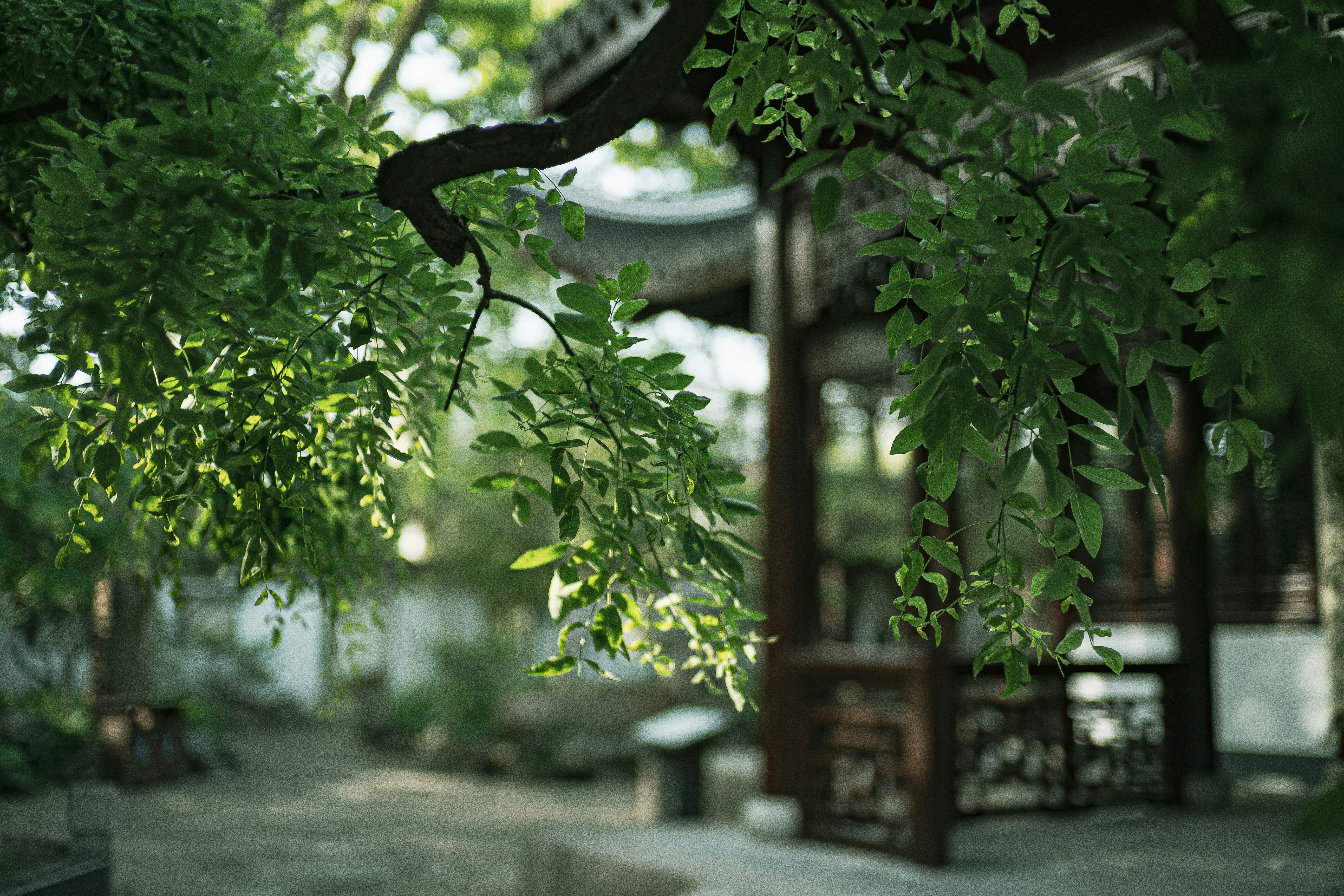 Emerald Fronds Framing a Tranquil Pavilion Courtyard