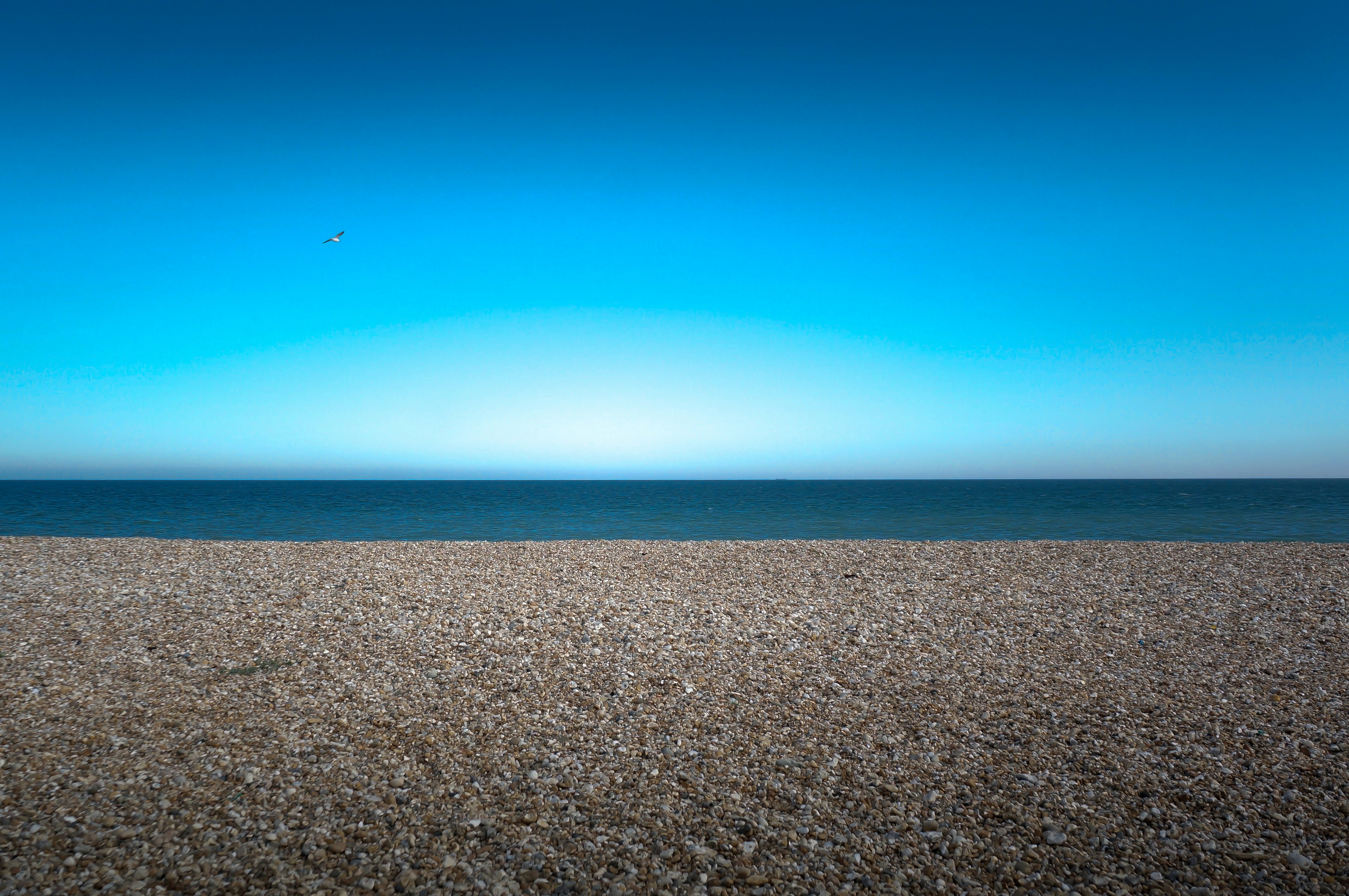 Pebble Beach, Quiet Horizon: A Lone Seabird Across a Gradient Sky