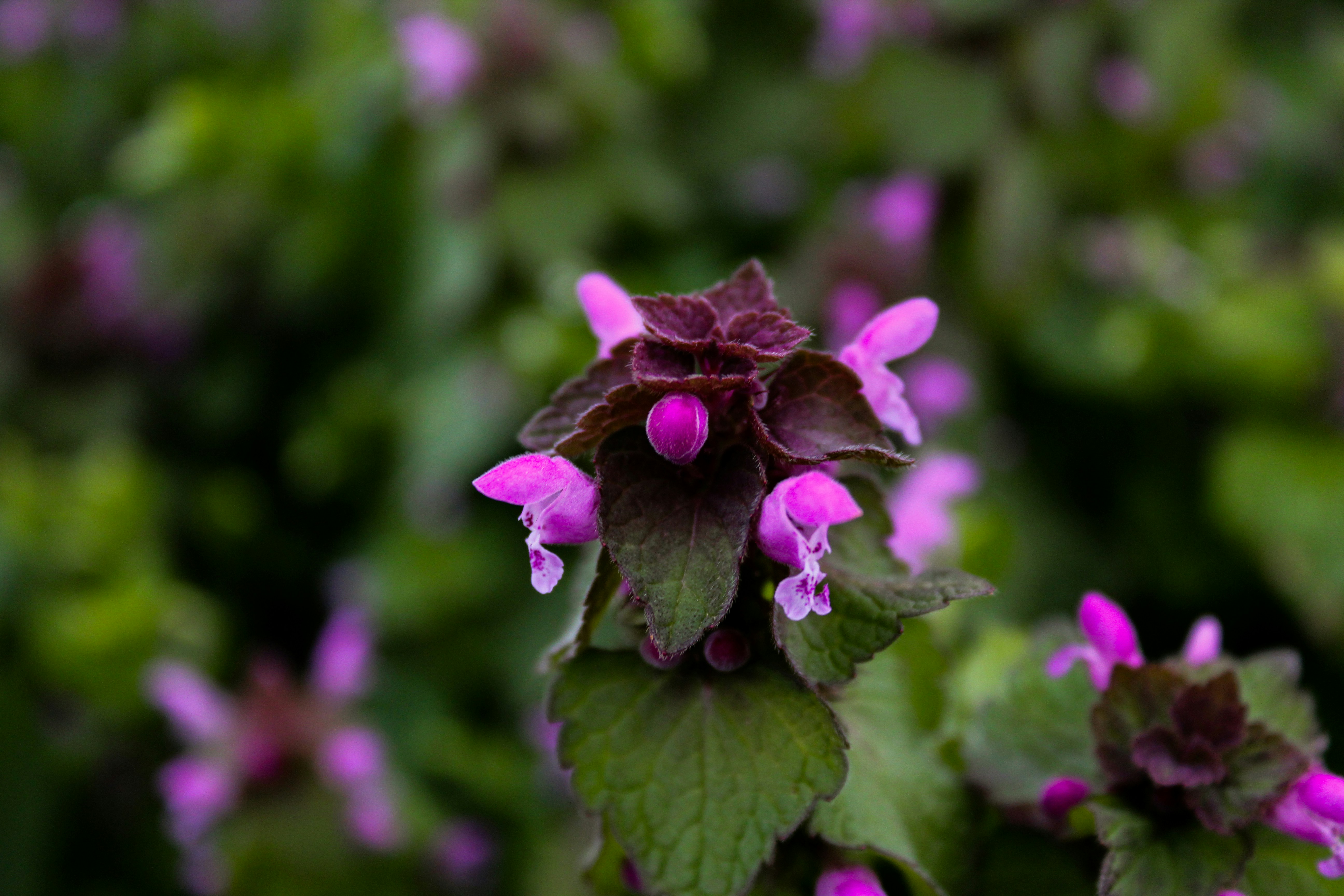Magenta Crown: close-up of velvet-leaf blossoms in soft greenery