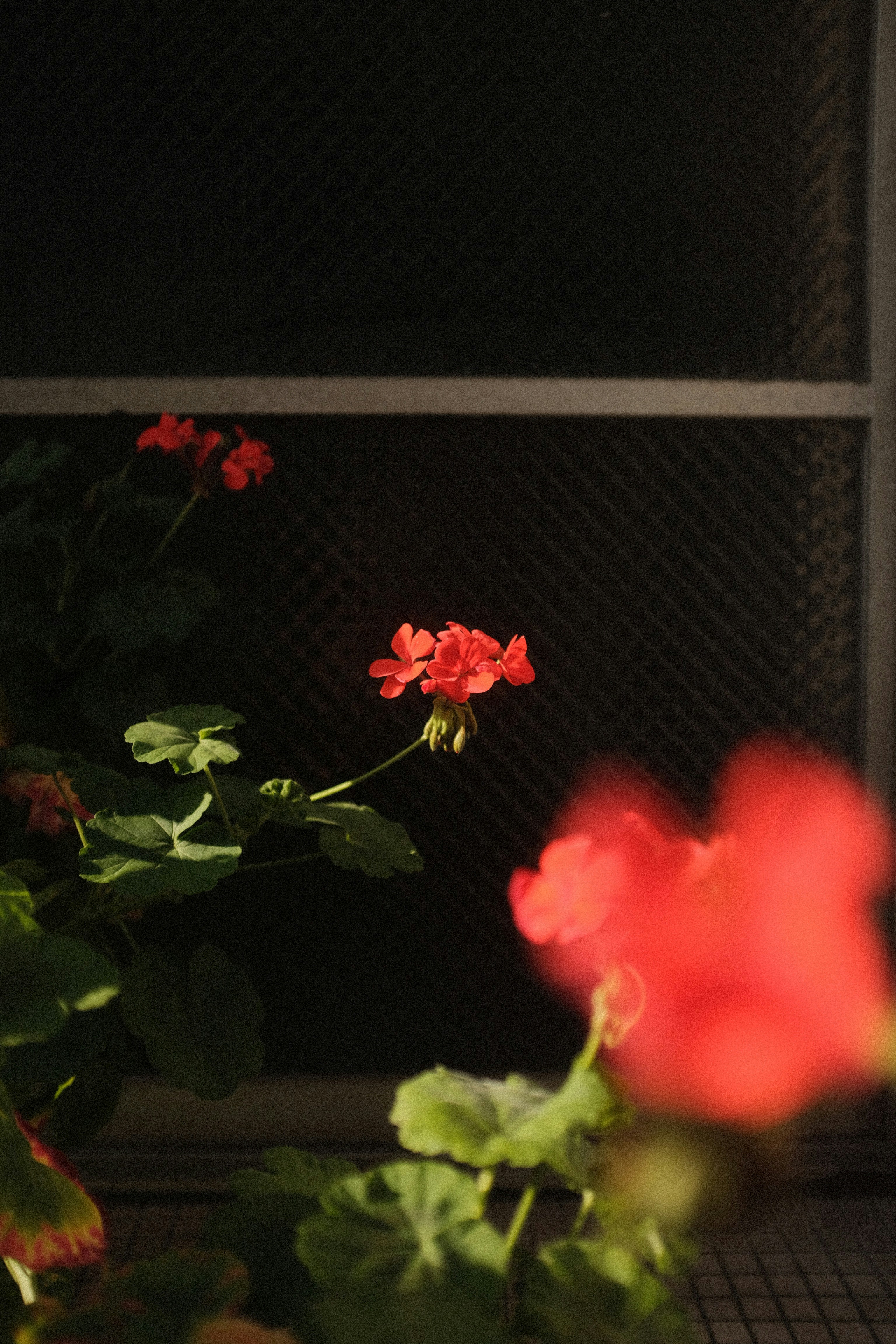 Crimson Geranium in Focus Against a Dark Mesh Backdrop