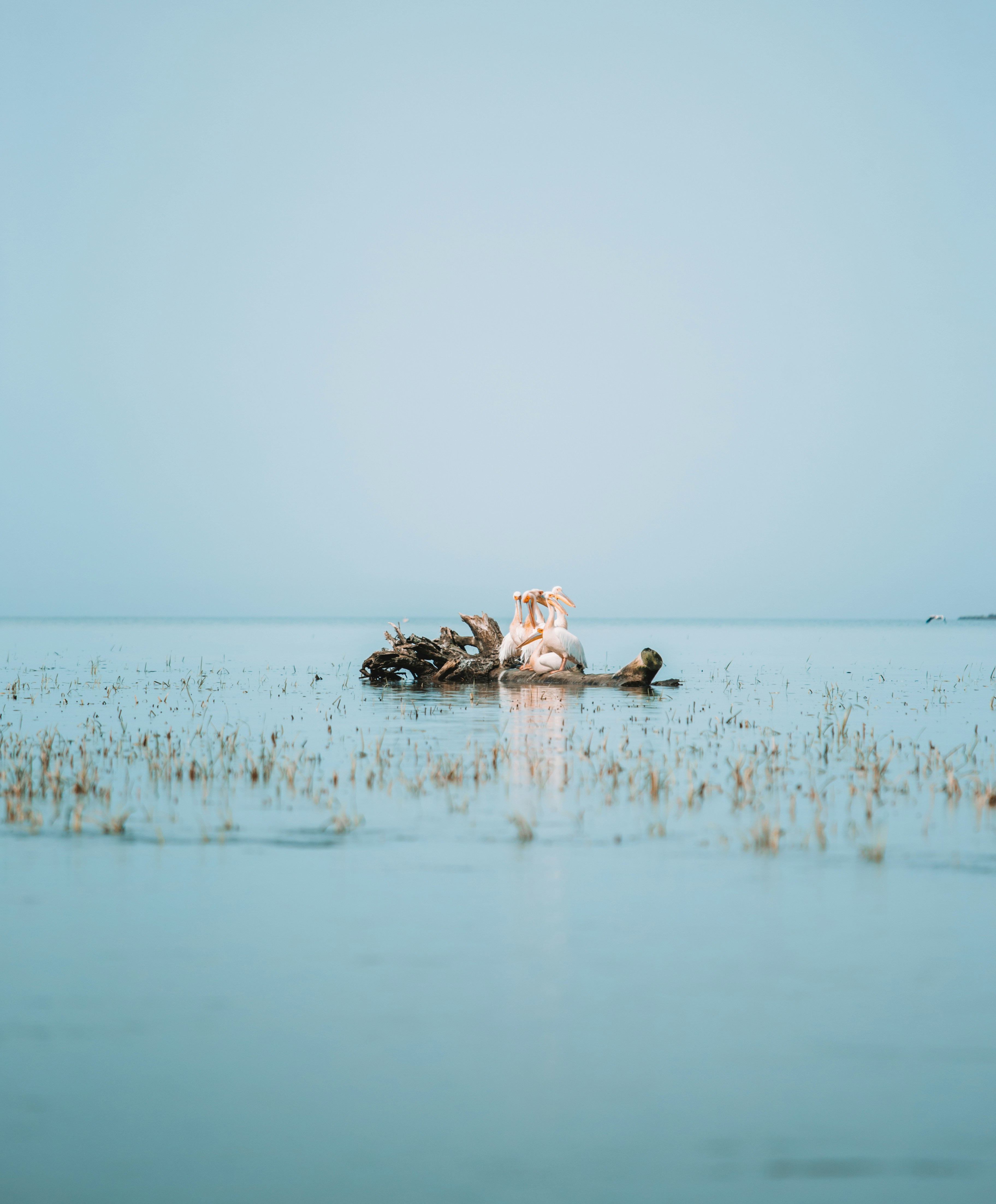 Driftwood Choir: Pelicans Resting at the Sea's Quiet Edge
