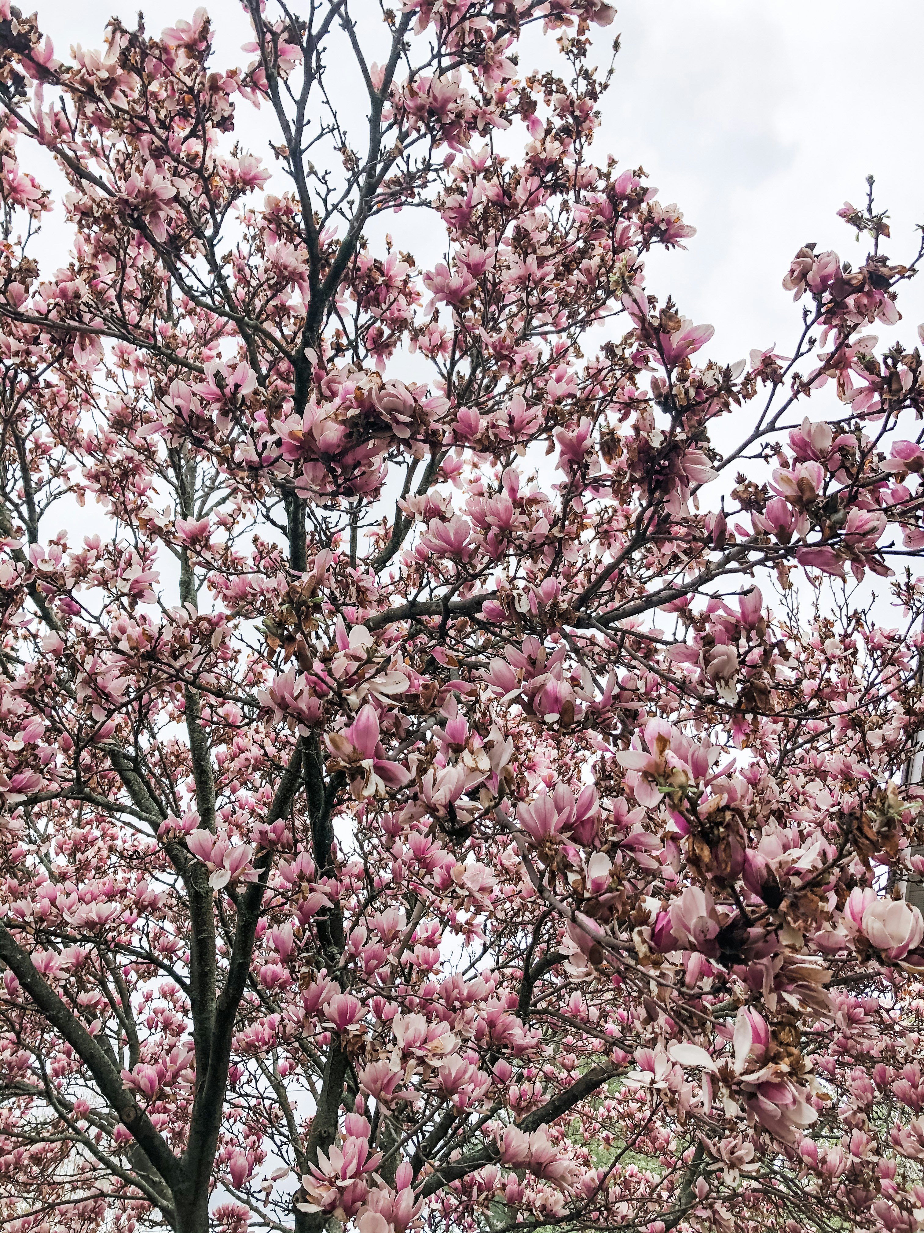 Cherry Blossom Canopy: A Quiet Sea of Pink in Spring Light
