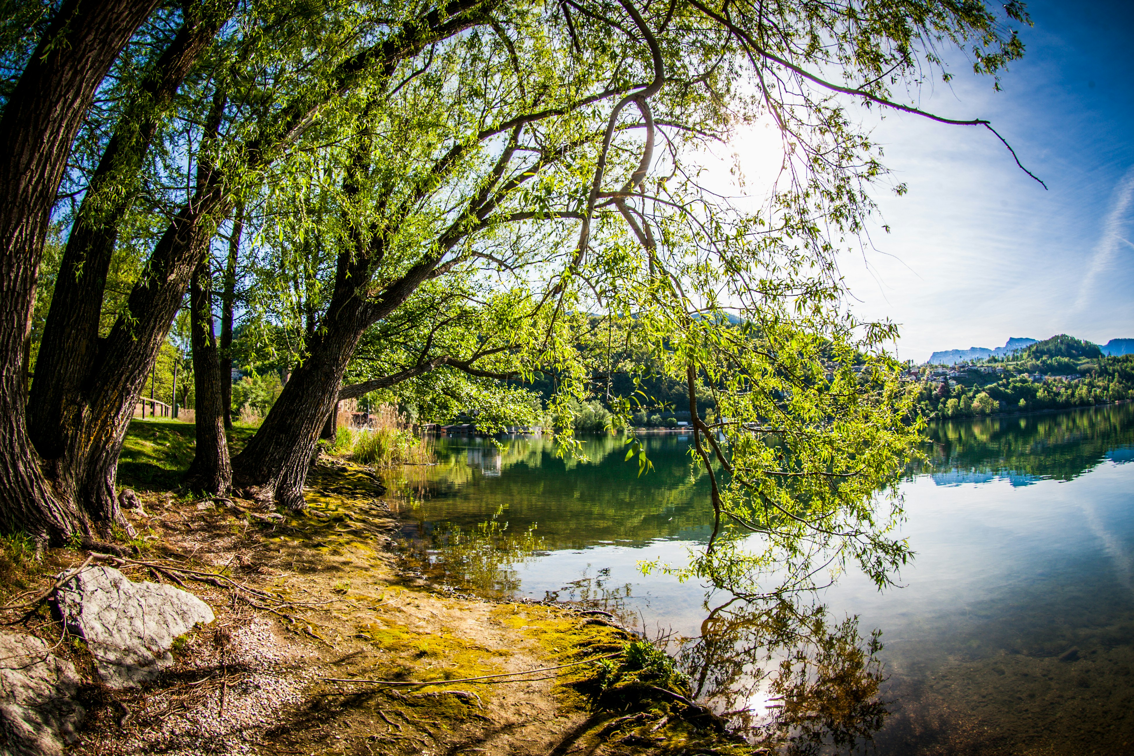Green trees beside river during daytime photo – Free Calceranica Image ...