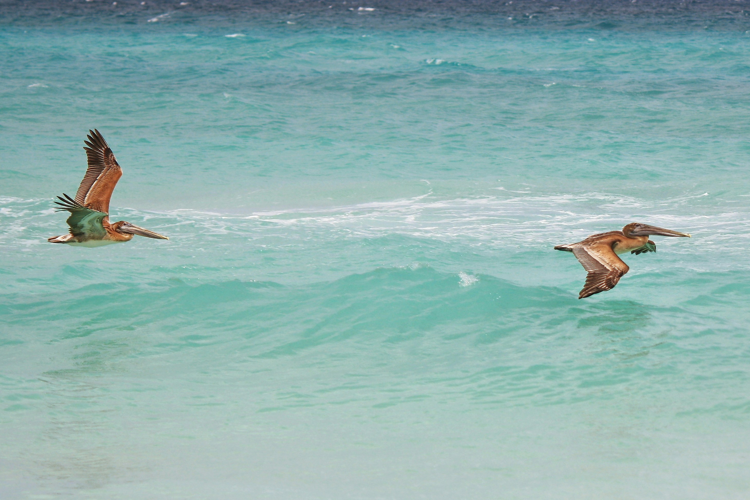 Two Seabirds in Flight Over Turquoise Waters