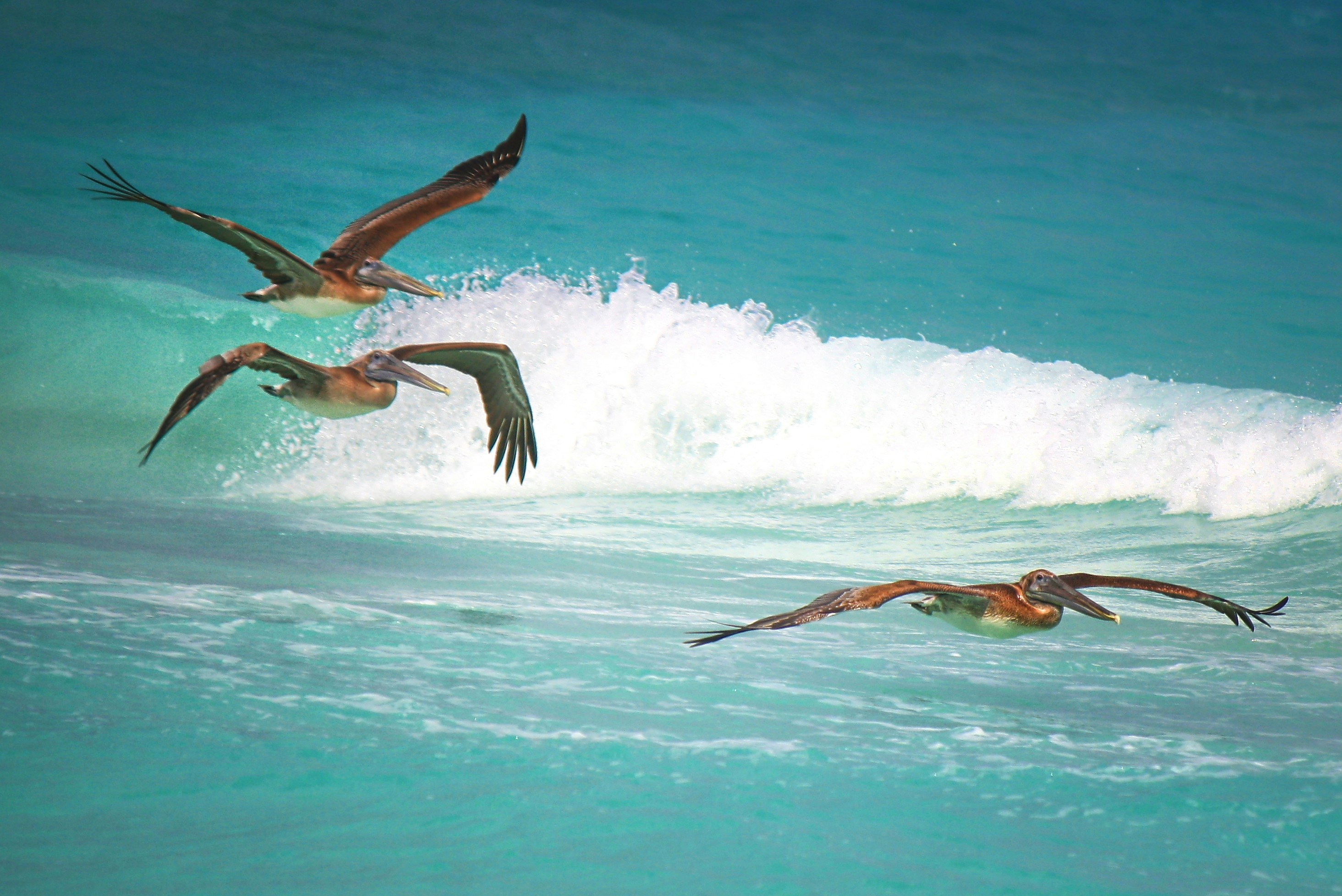 Three Seabirds in a Turquoise Wake