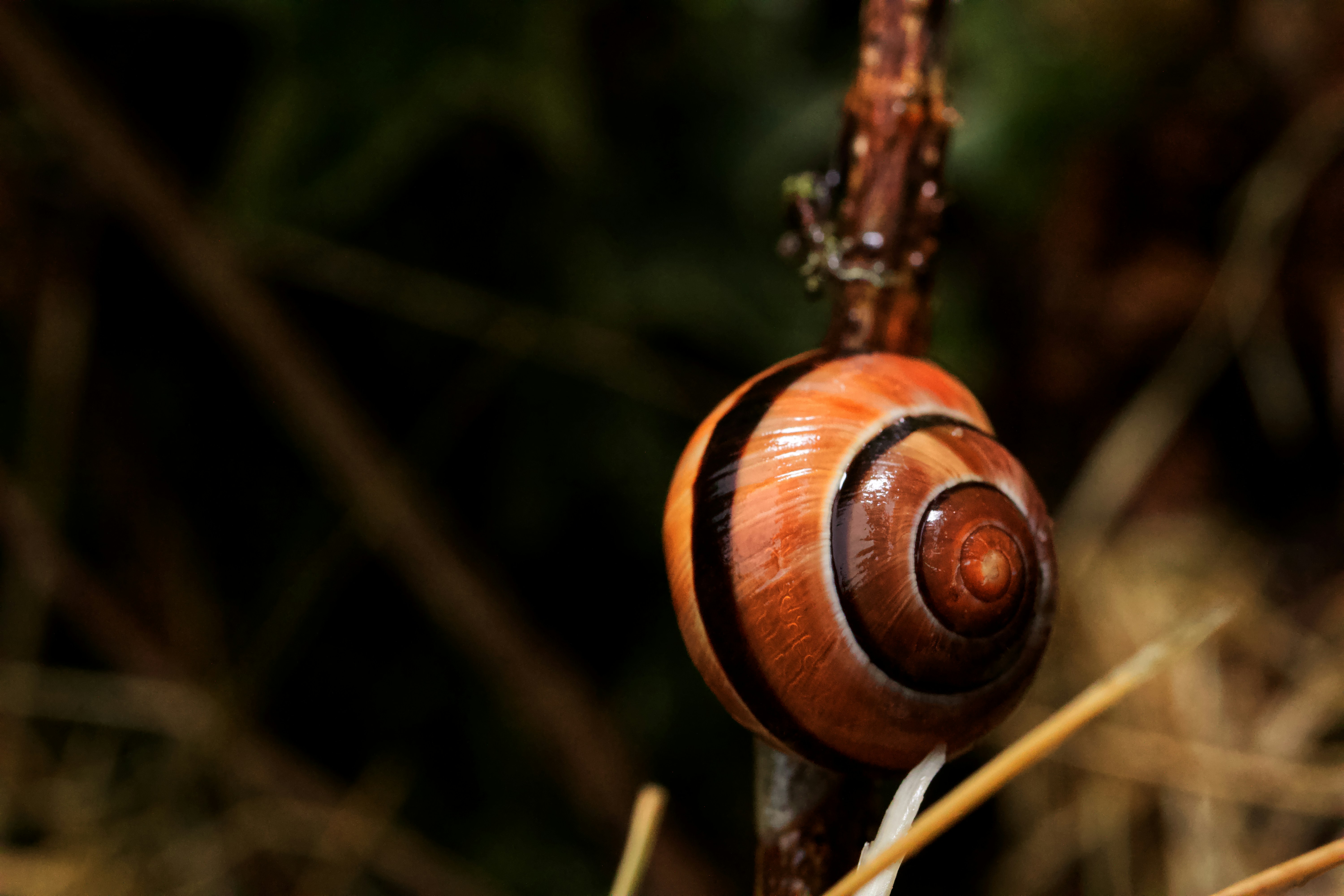 Snail resting on stick 