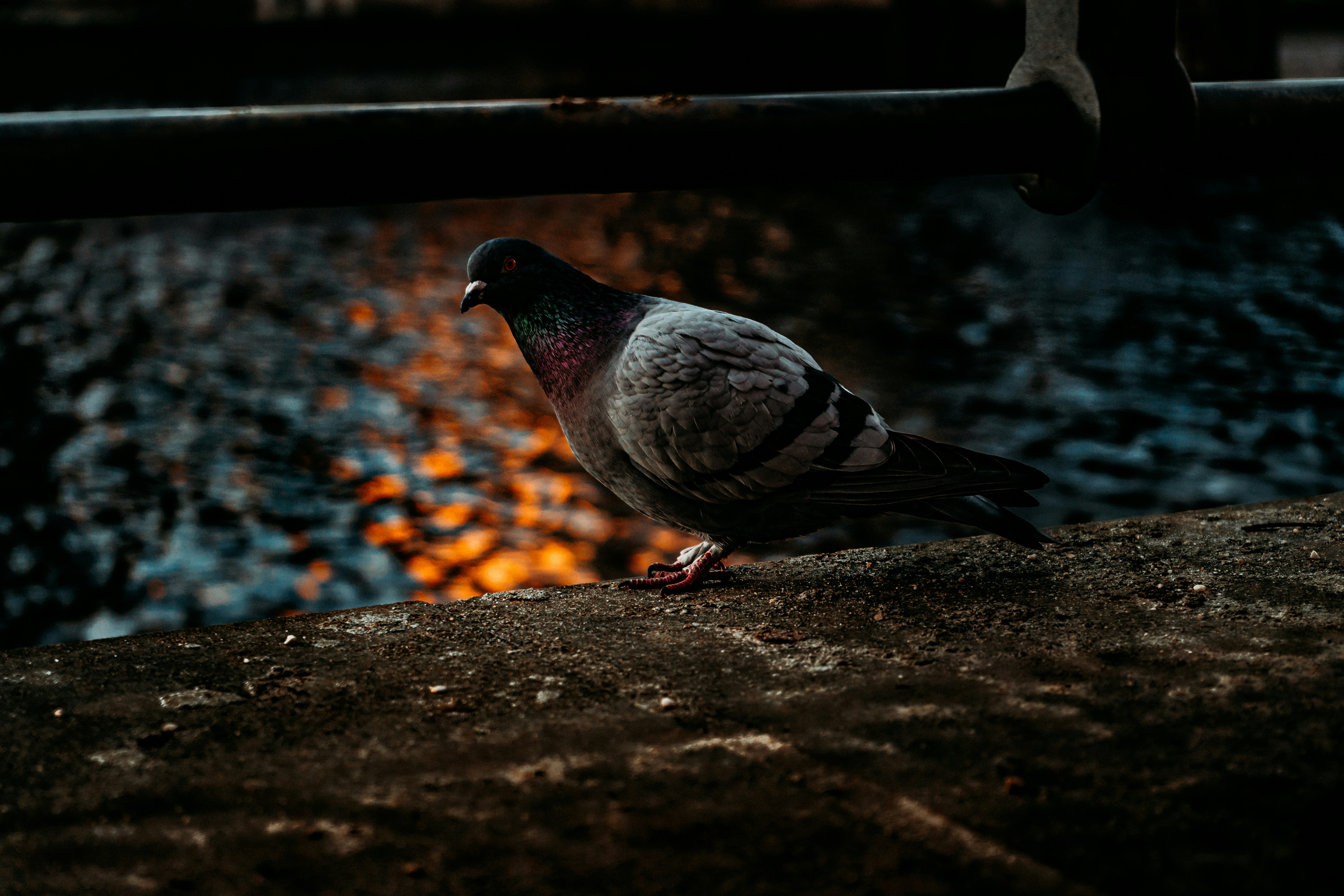 Pigeon at the Riverfront: Amber Ripples on a Concrete Edge
