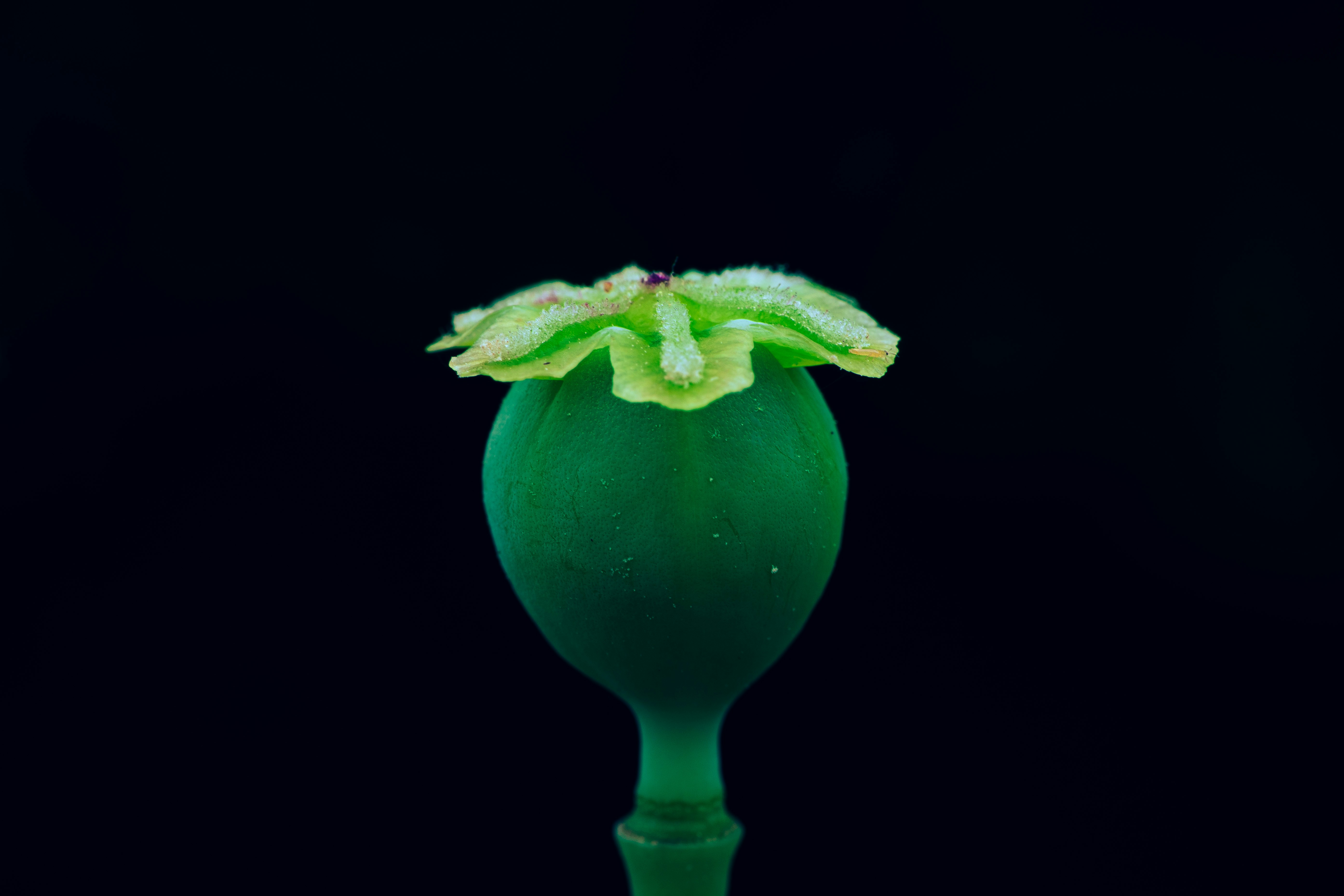 Verdant Crown Against Velvet Black: A Macro Portrait of a Green Poppy Capsule