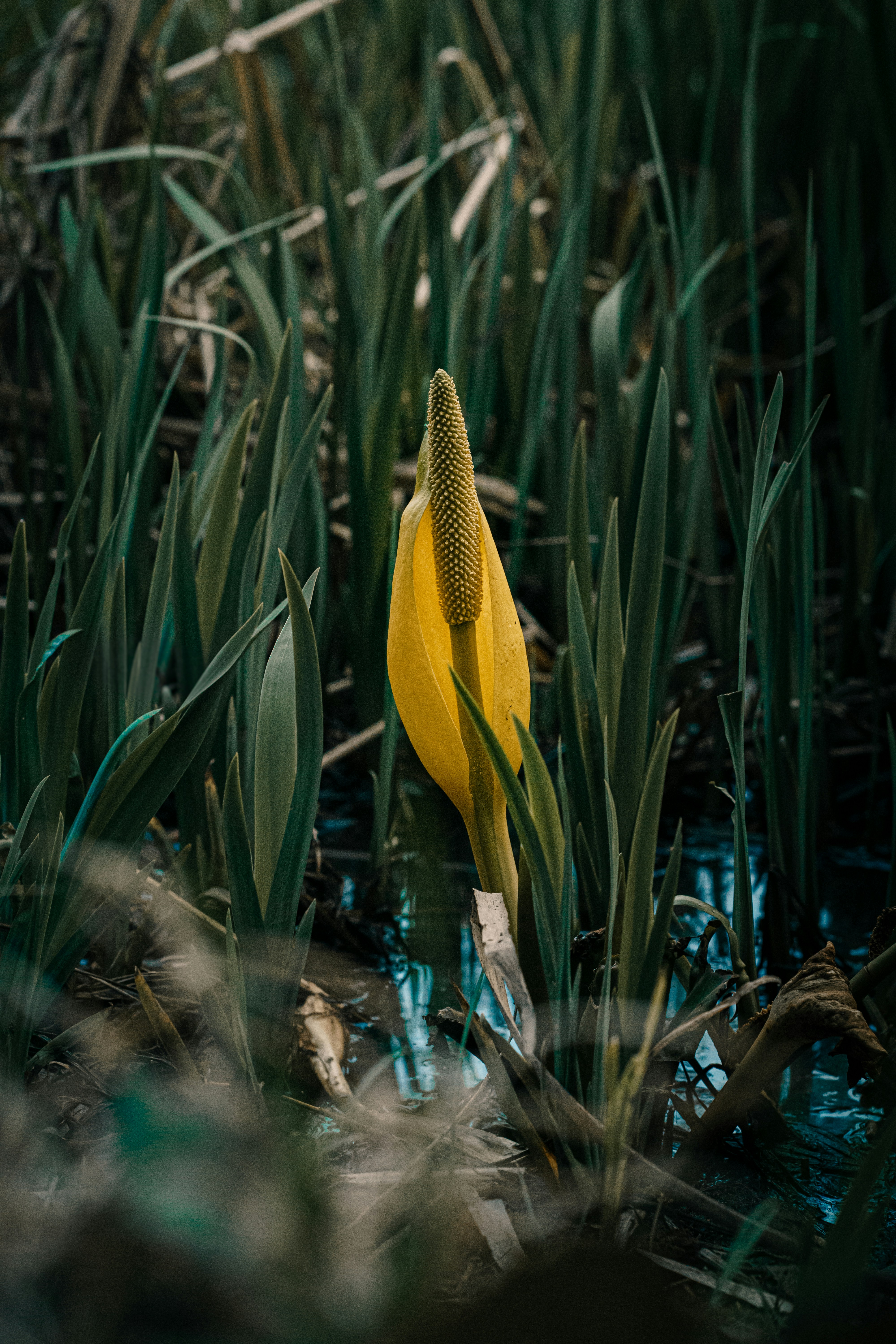 Golden Spike Among Night Greenery