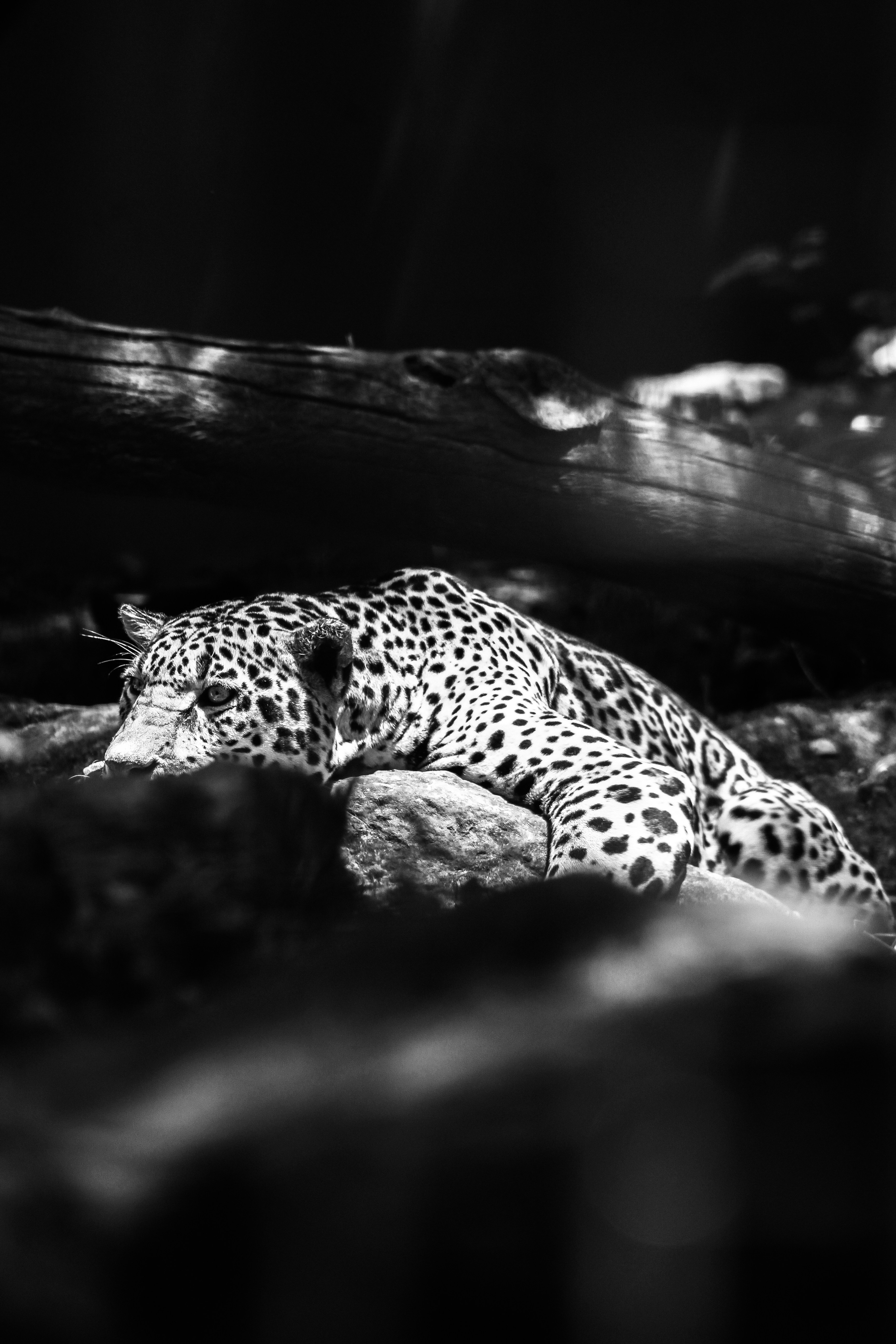 Grayscale photo of leopard on tree trunk photo – Free Grey Image on ...